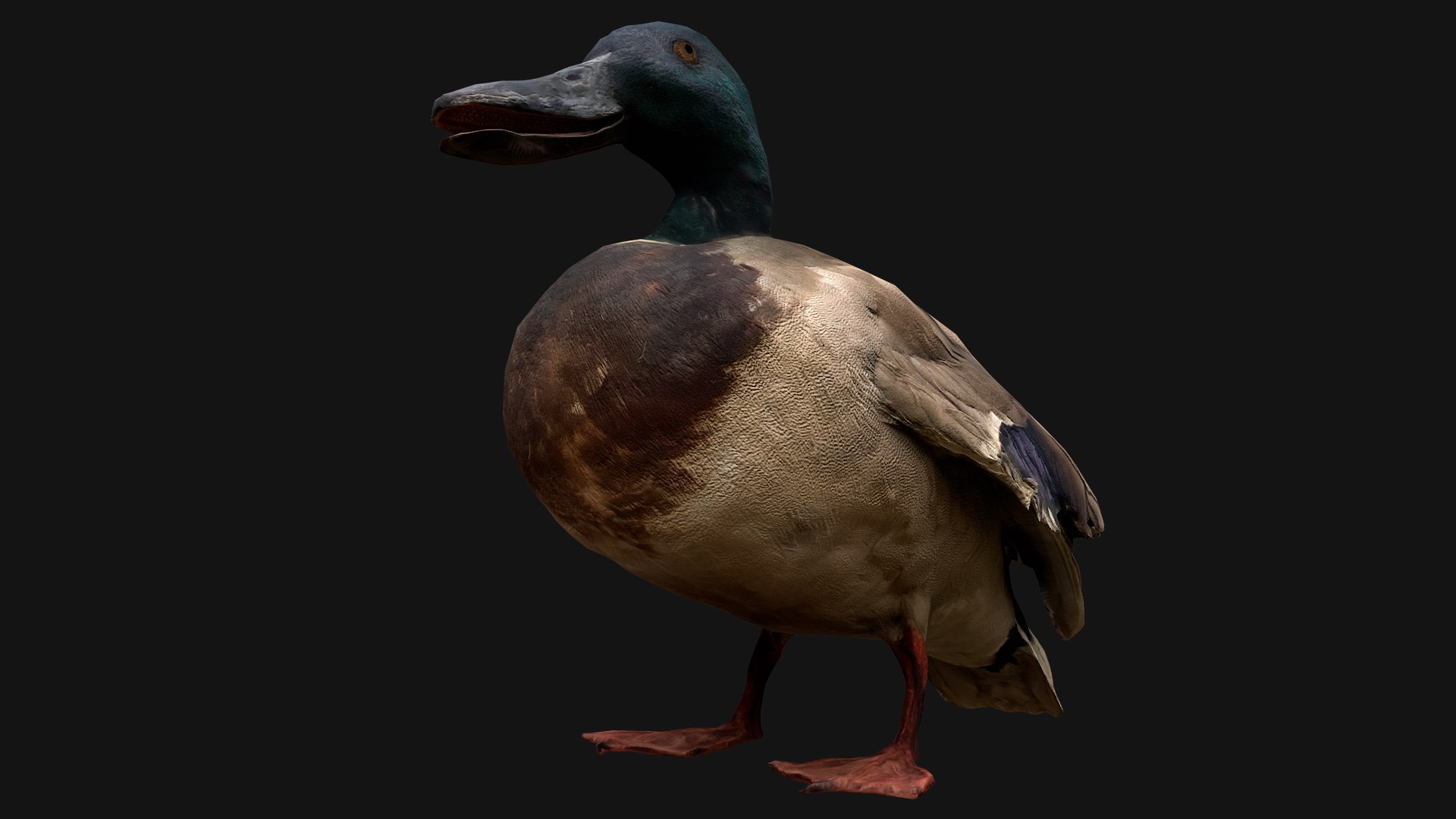 Mallard Duck Bird 3D Model - TurboSquid 2074253
