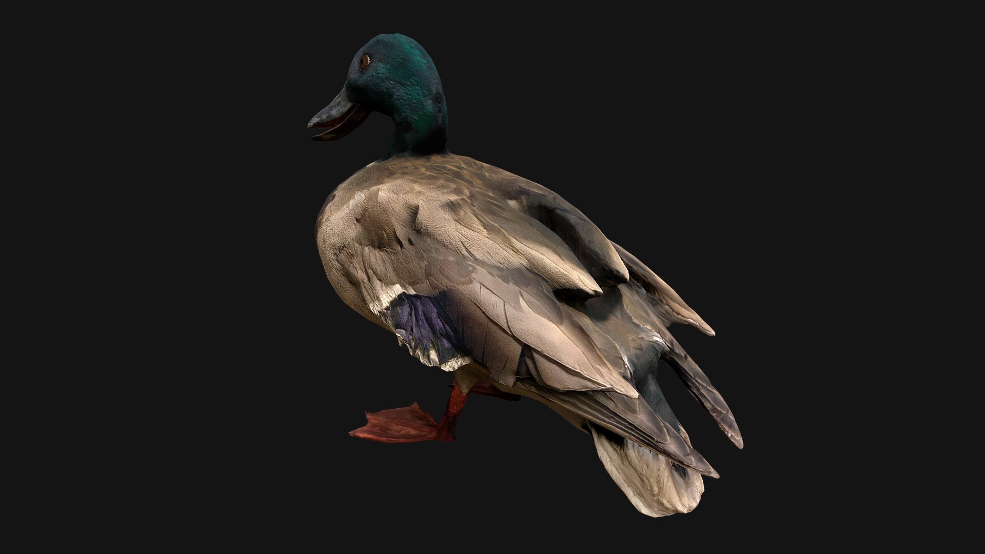 Mallard Duck Bird 3D Model - TurboSquid 2074253