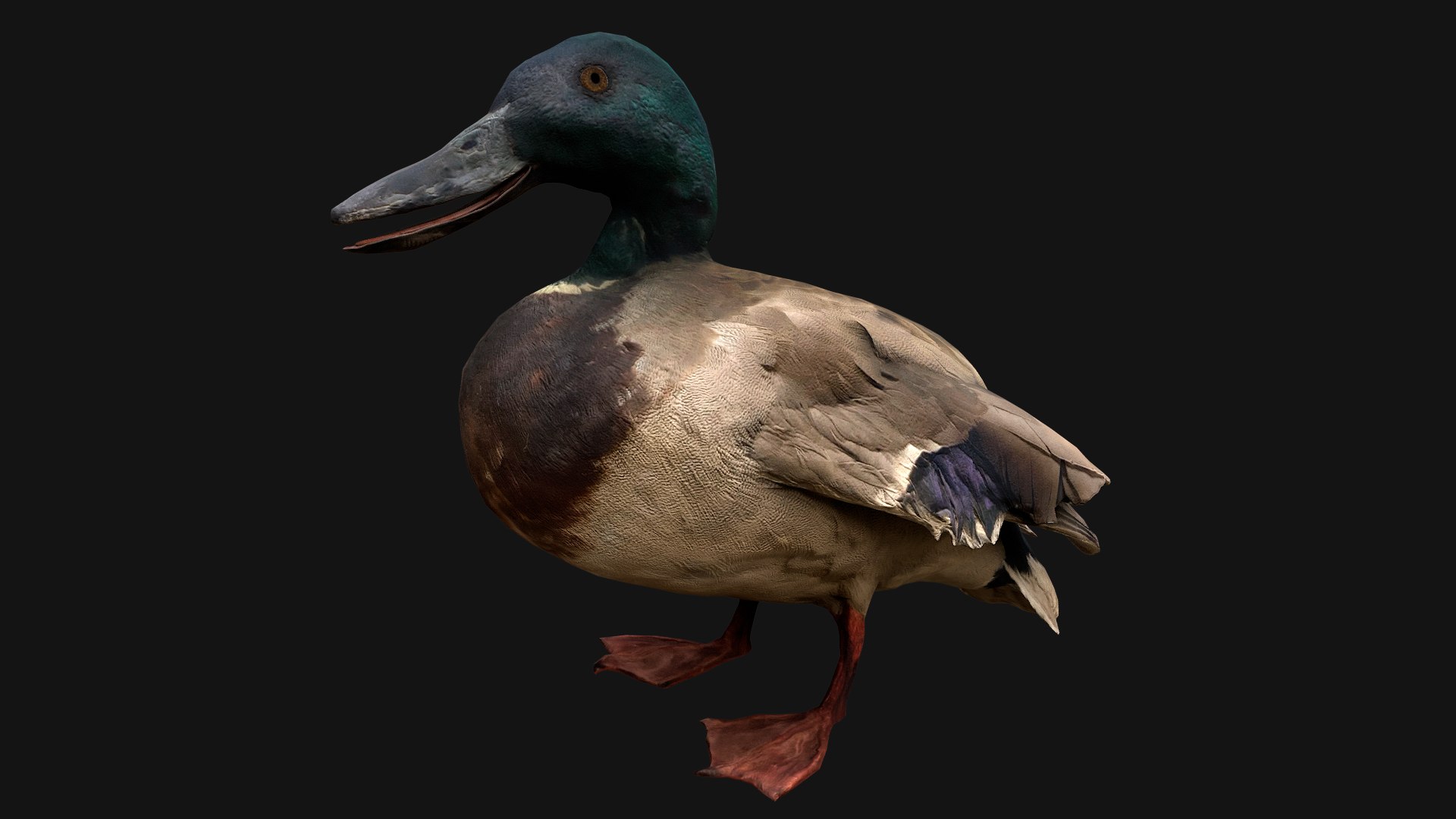 Mallard Duck Bird 3D Model - TurboSquid 2074253