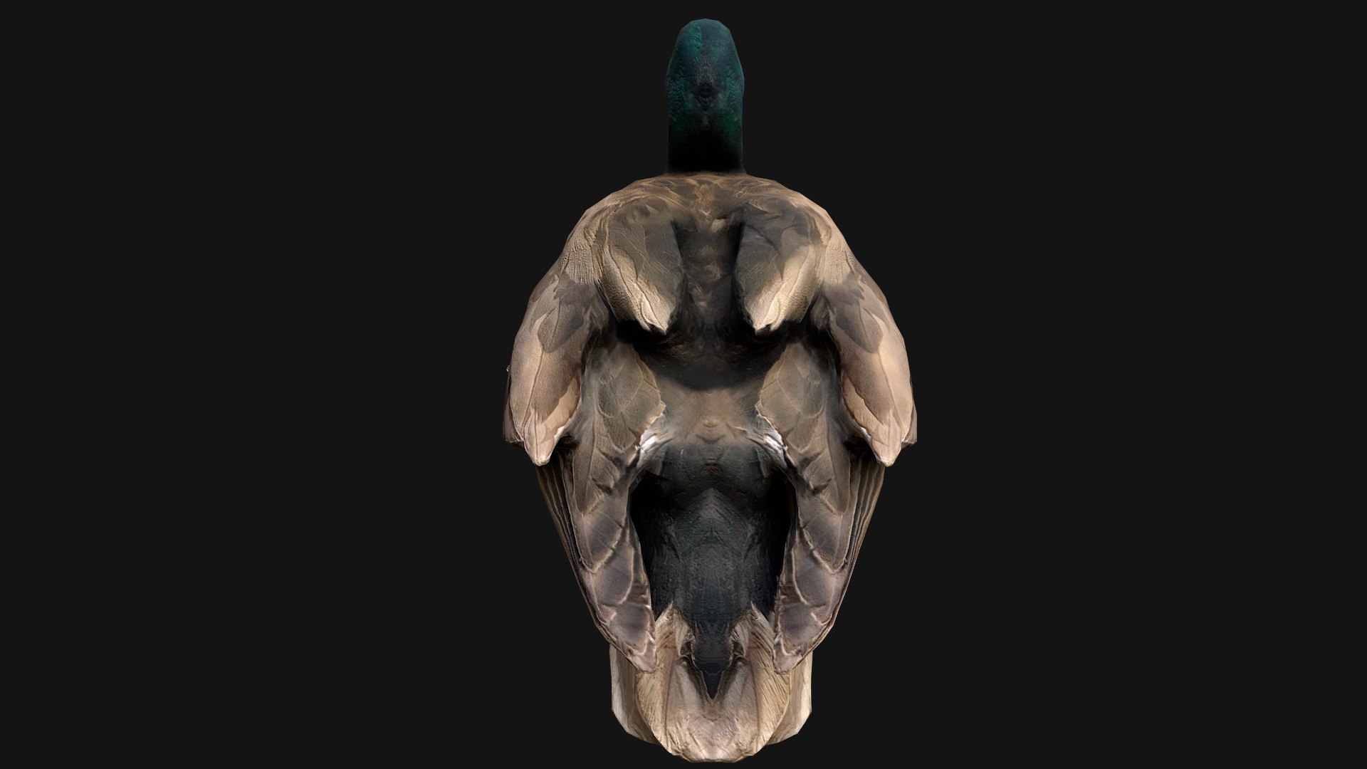 Mallard Duck Bird 3D Model - TurboSquid 2074253