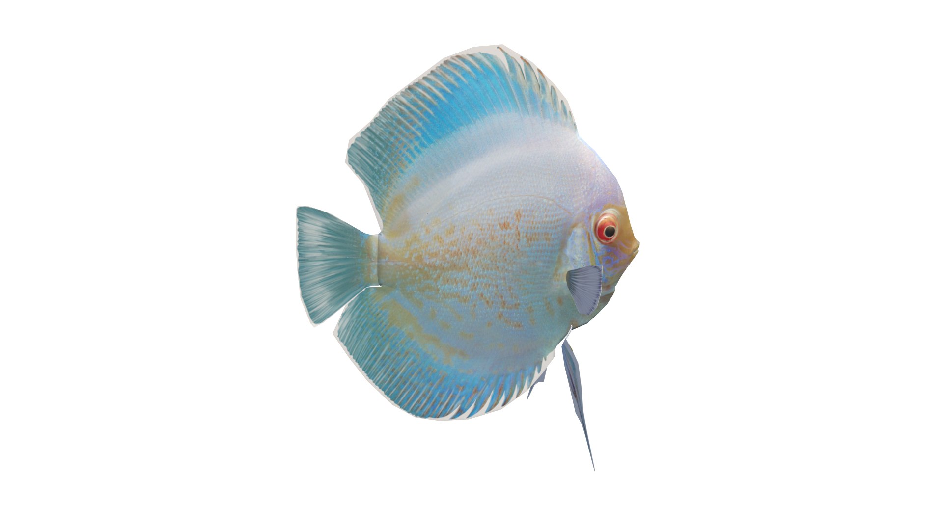 3D Blue Discus Animal 3D Model - TurboSquid 2311730