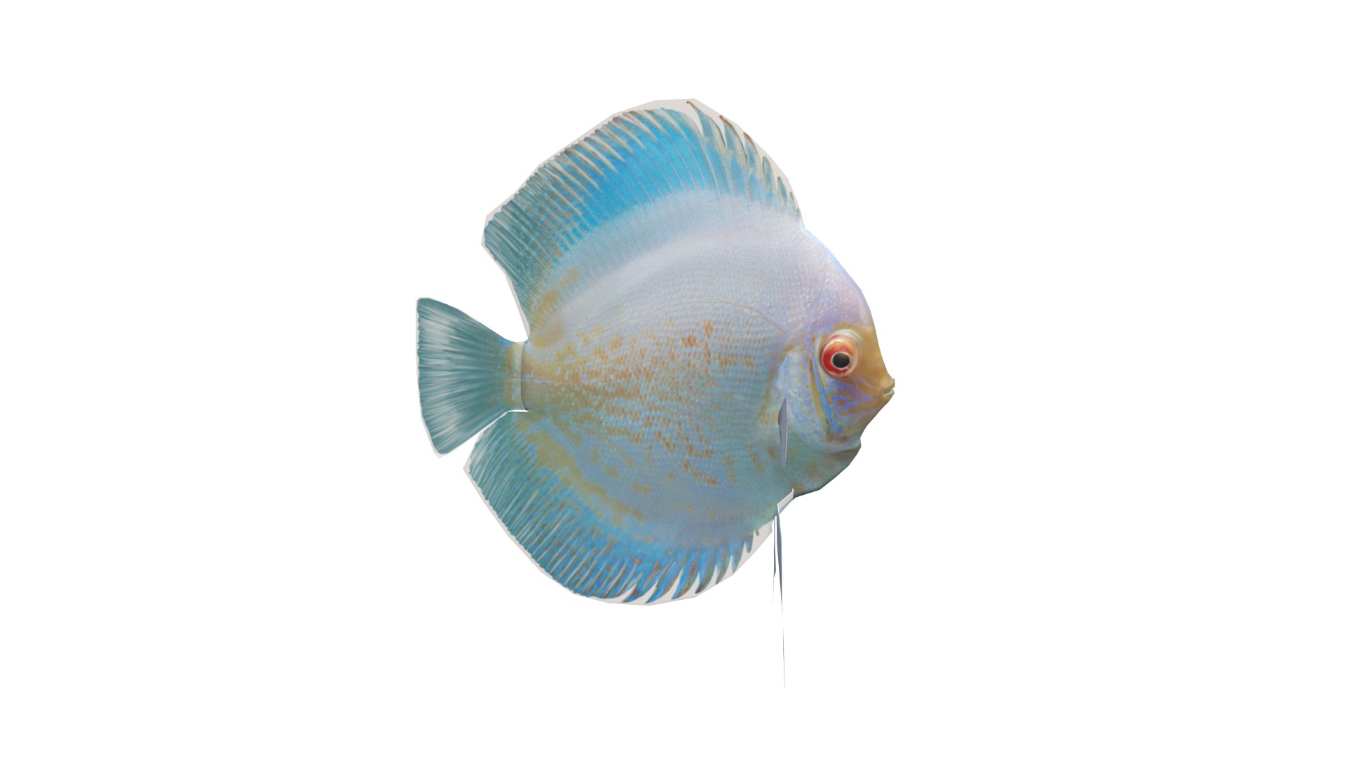 3D Blue Discus Animal 3D Model - TurboSquid 2311730