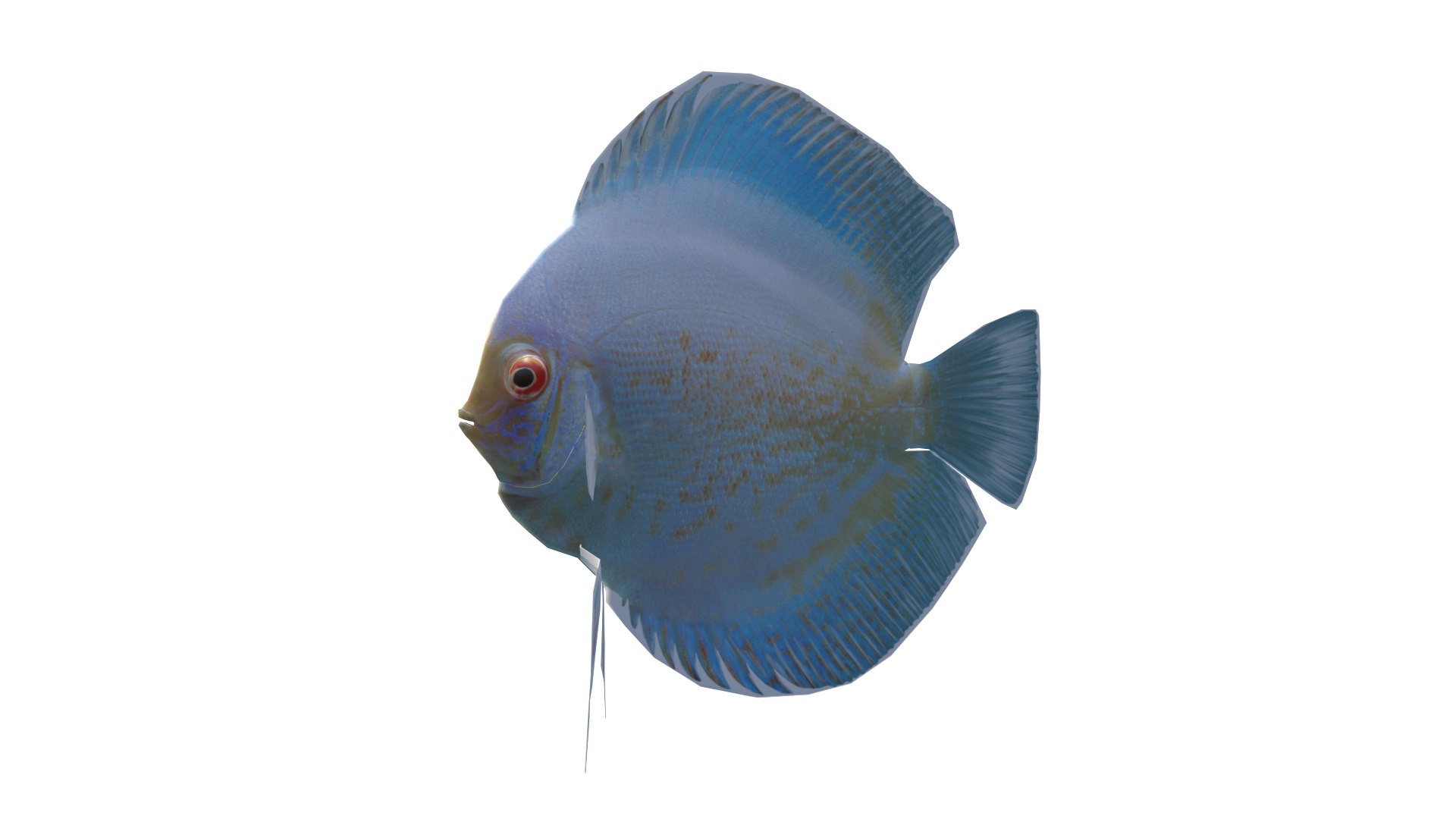 3D Blue Discus Animal 3D Model - TurboSquid 2311730