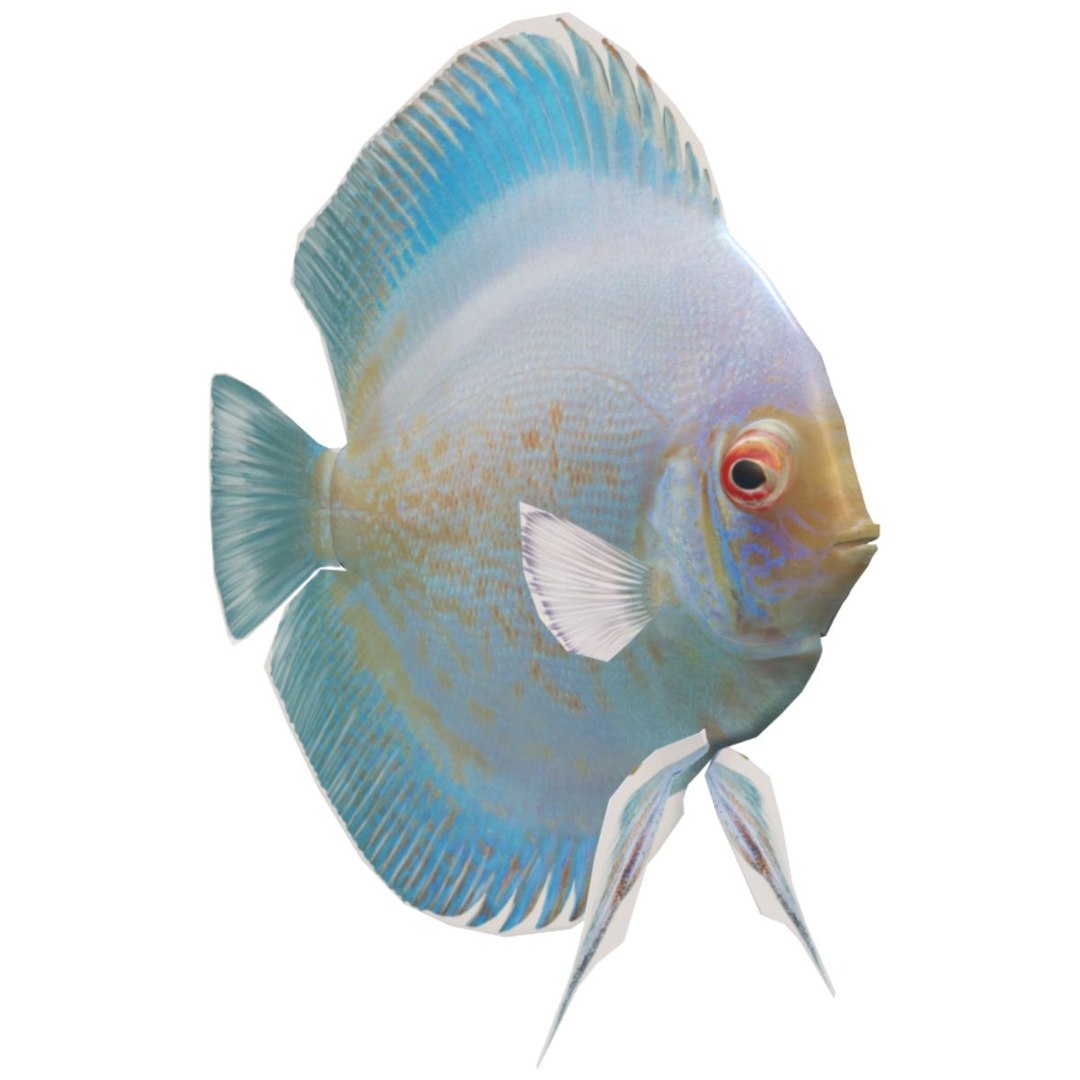 3D Blue Discus Animal 3D Model - TurboSquid 2311730
