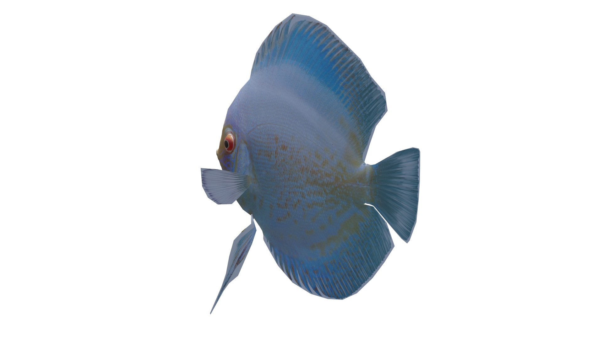 3D Blue Discus Animal 3D Model - TurboSquid 2311730
