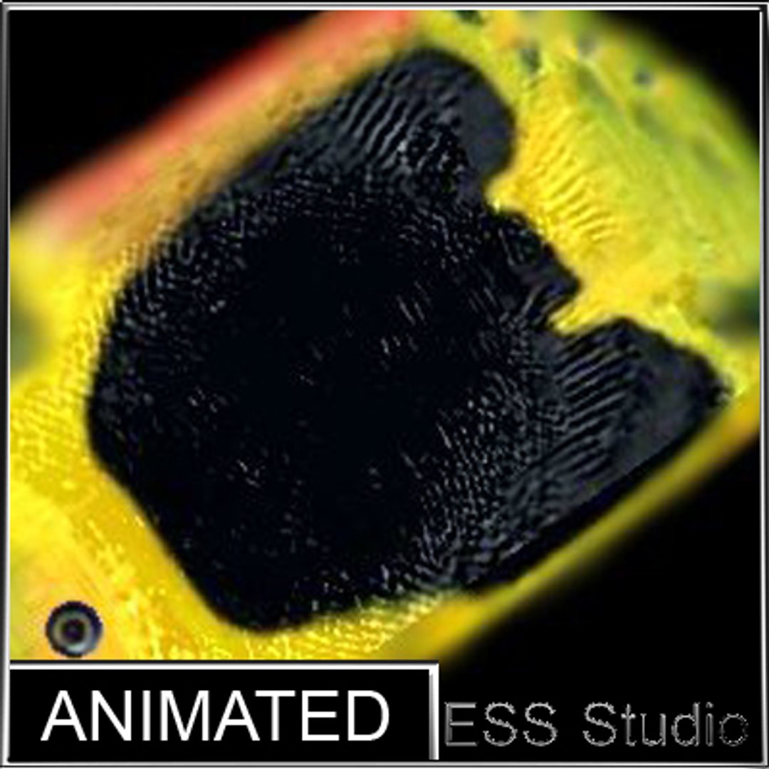 3d Model Tropical Fish