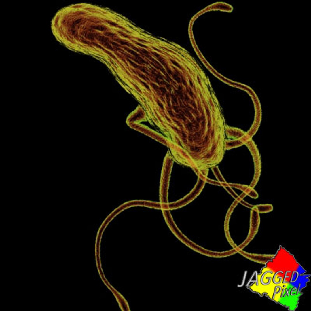 Helicobacter Pylori 3d Model