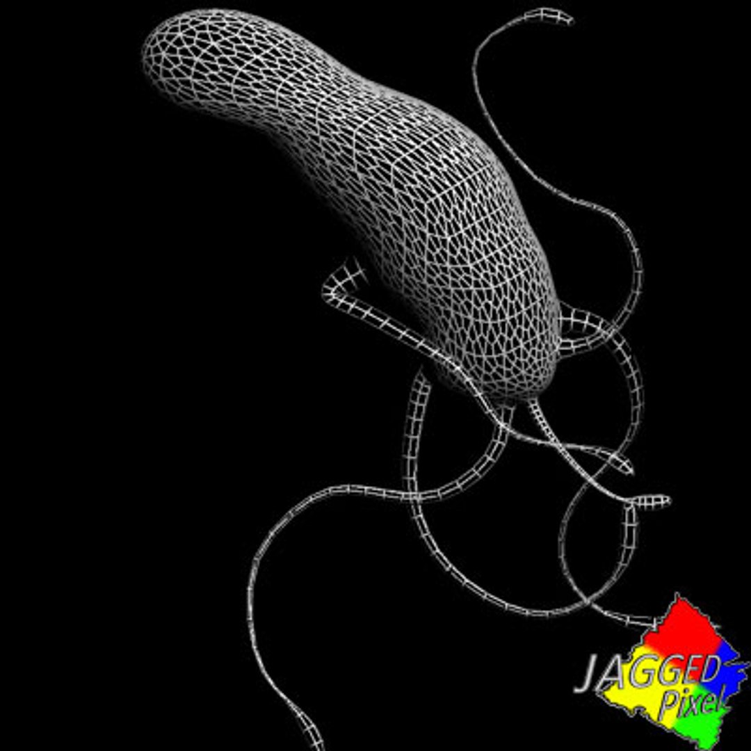 Helicobacter Pylori 3d Model