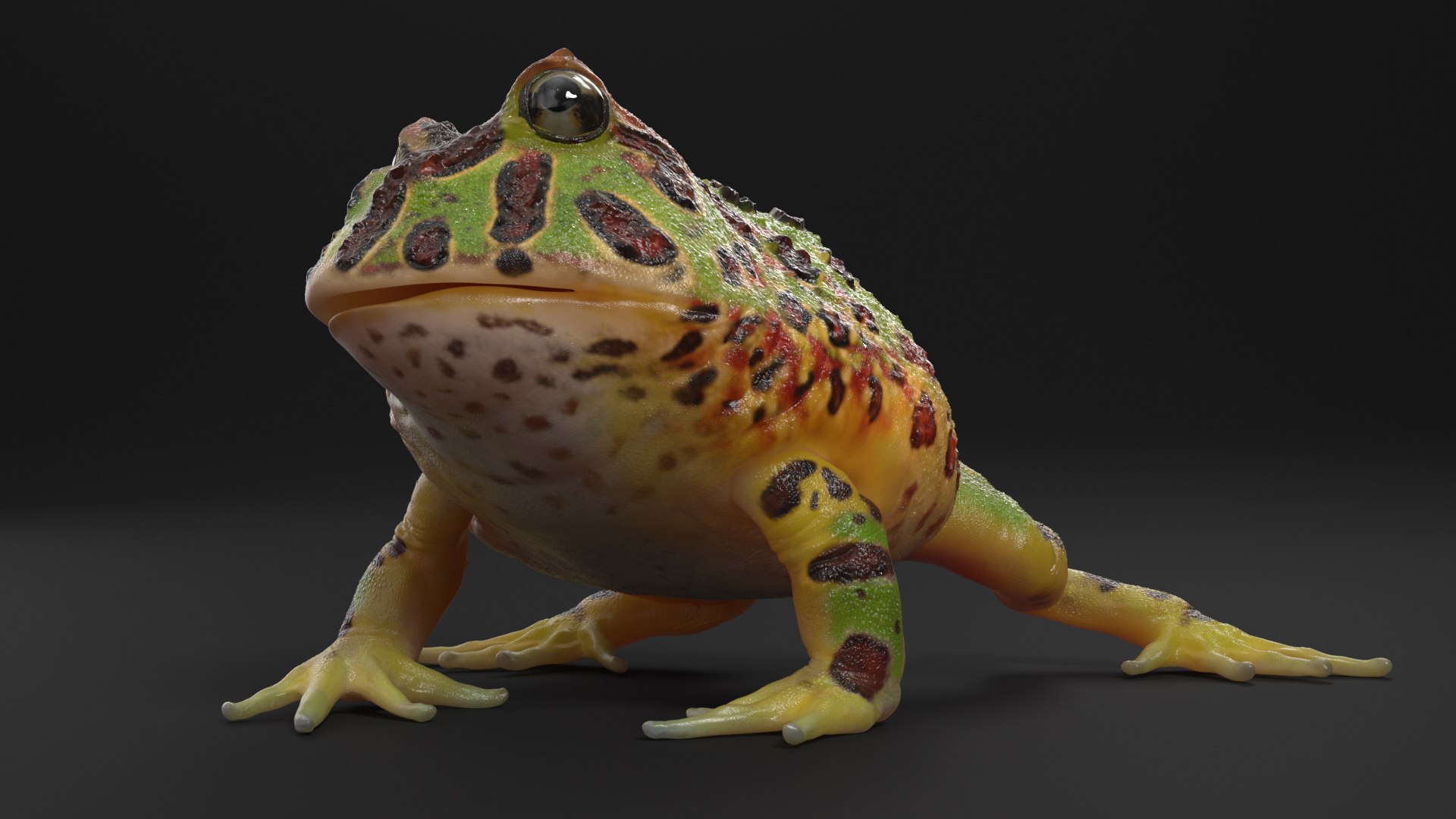 Realistic Horned Toad Rigged For Cinema 4D 3D Model - TurboSquid 2347170