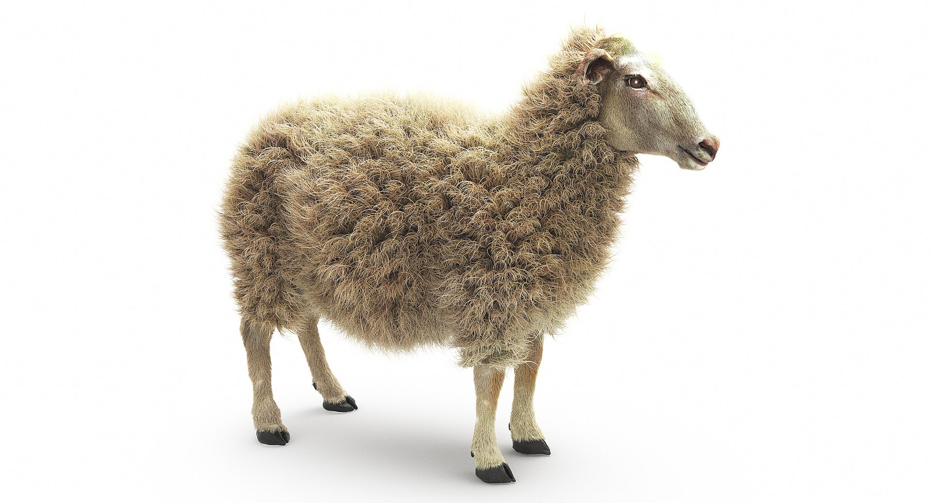 sheep realistic fur 3d max