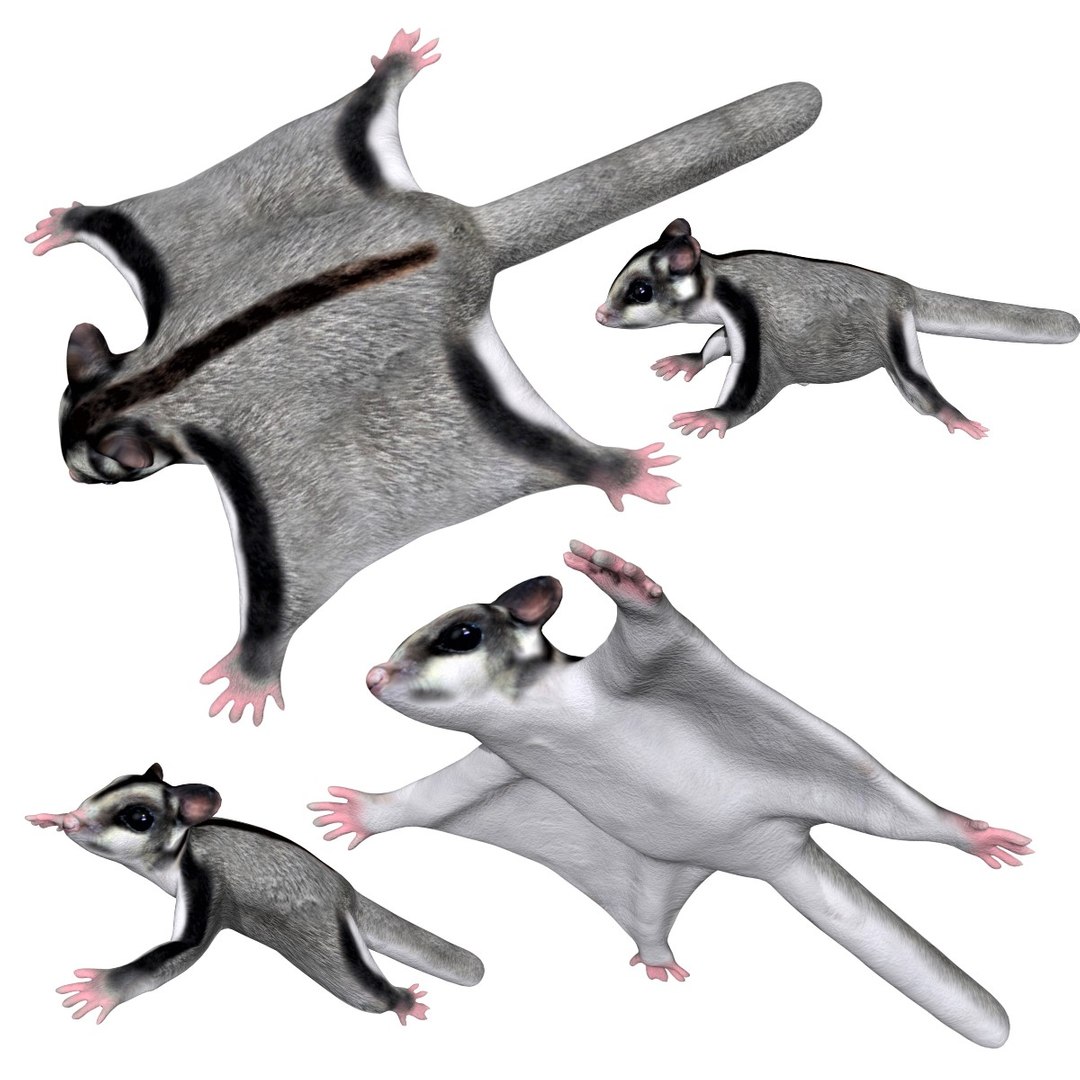 3D Model Realistic Fully Rigged Low Poly Sugar Glider - TurboSquid 1759833