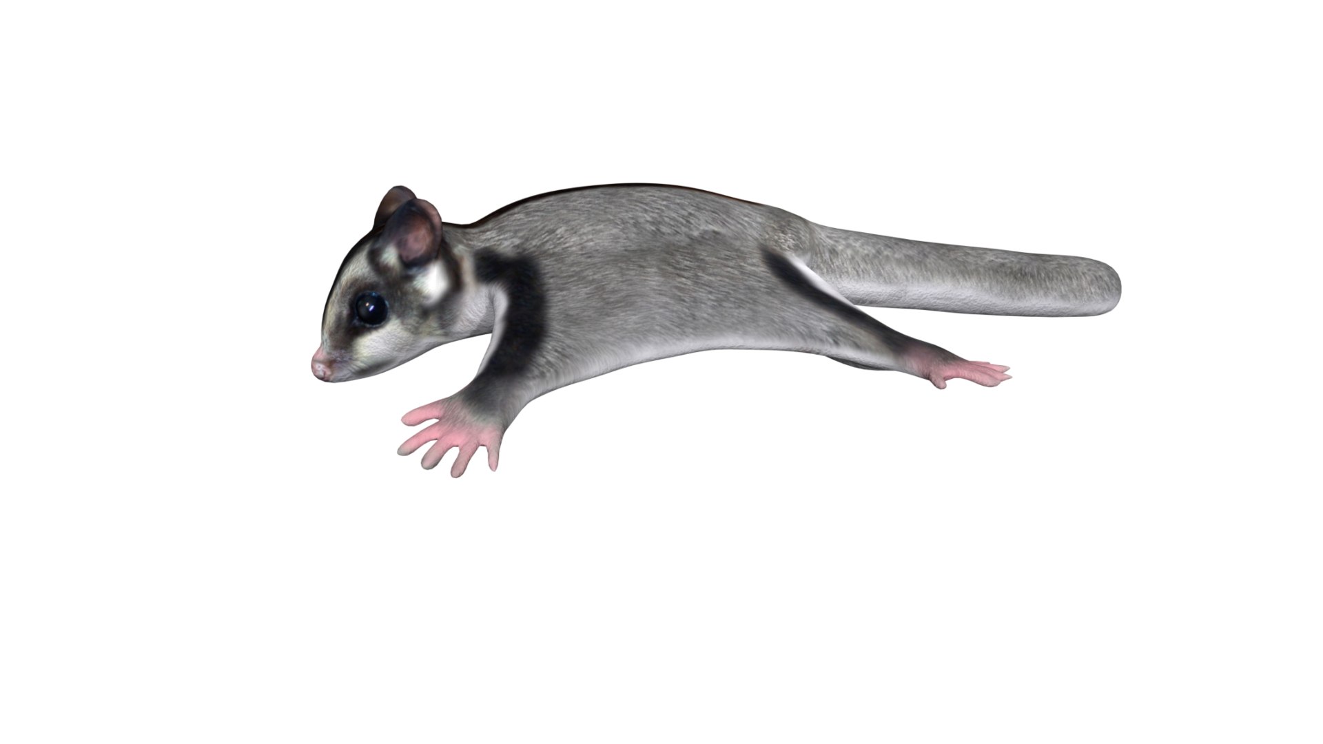 3D Model Realistic Fully Rigged Low Poly Sugar Glider - TurboSquid 1759833