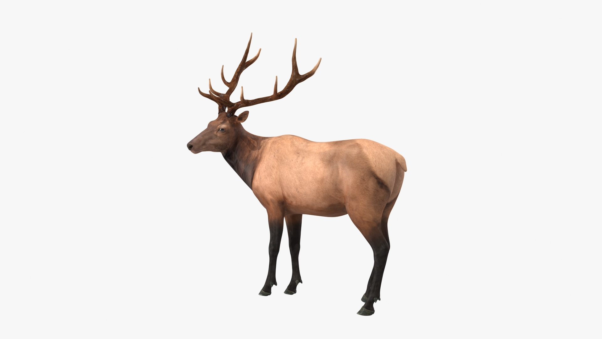 Elk Standing Pose 3D Model - TurboSquid 2262152