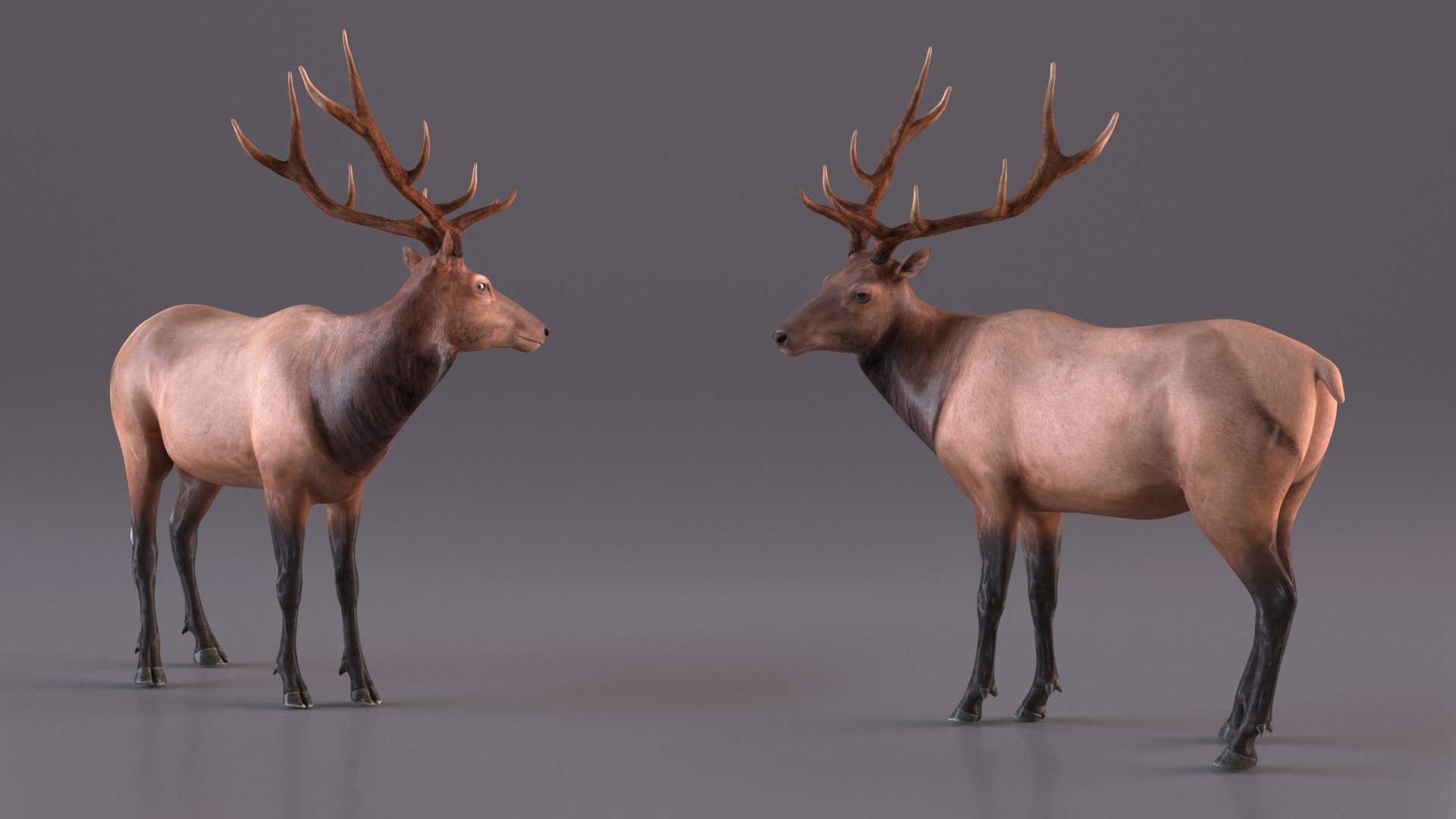 Elk Standing Pose 3D Model - TurboSquid 2262152