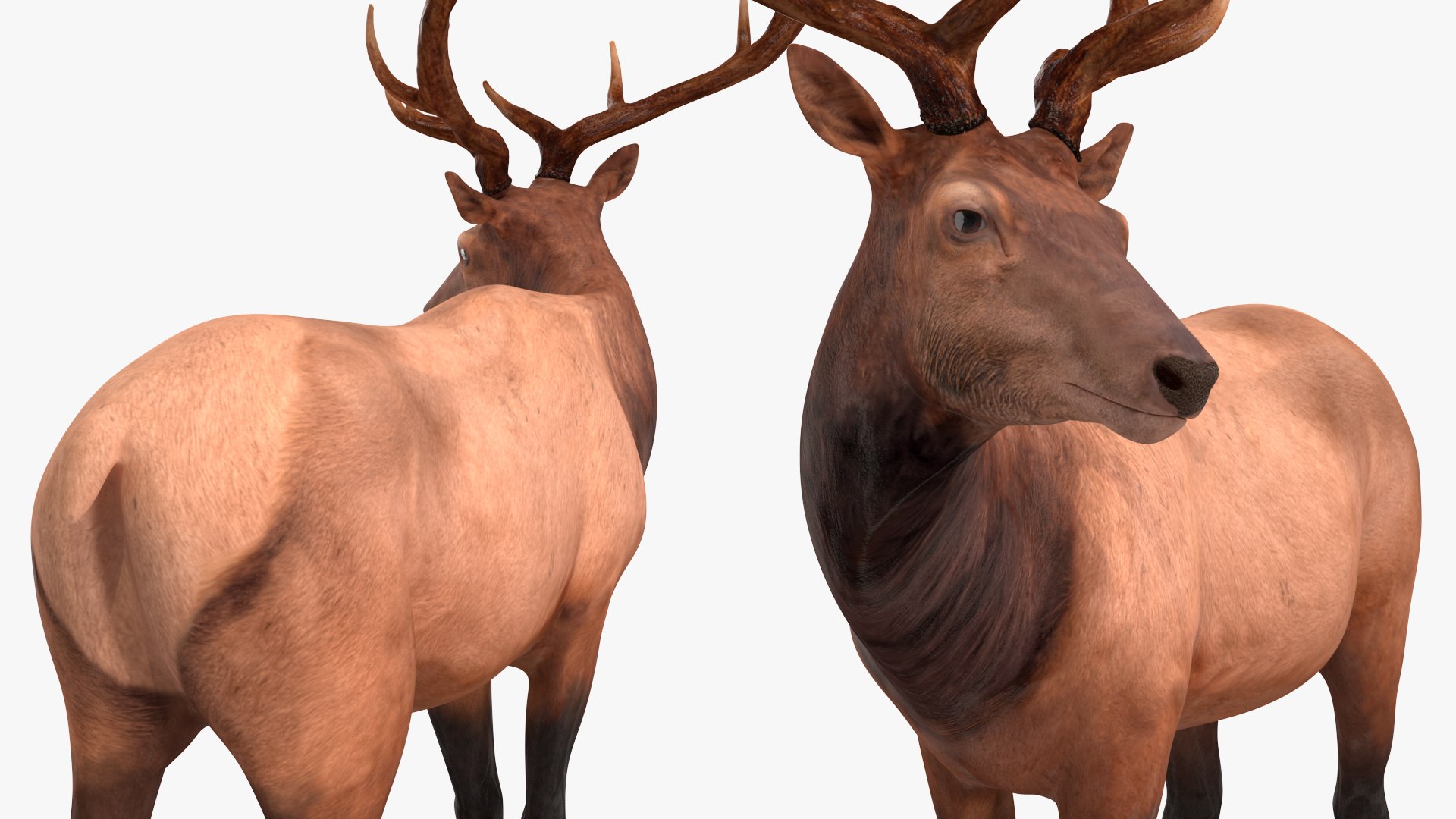 Elk Standing Pose 3D Model - TurboSquid 2262152