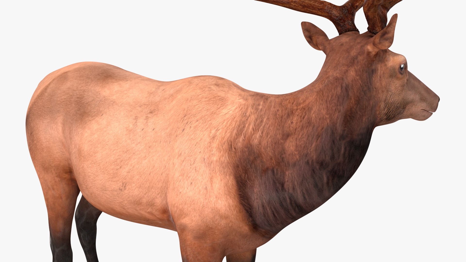 Elk Standing Pose 3D Model - TurboSquid 2262152