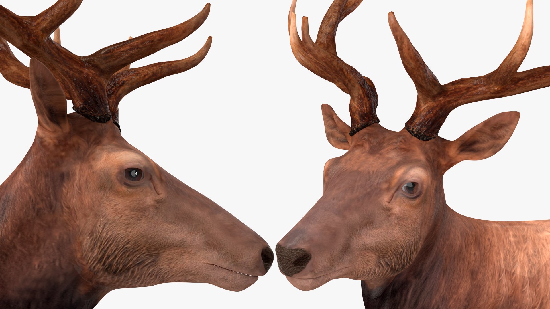 Elk Standing Pose 3D Model - TurboSquid 2262152