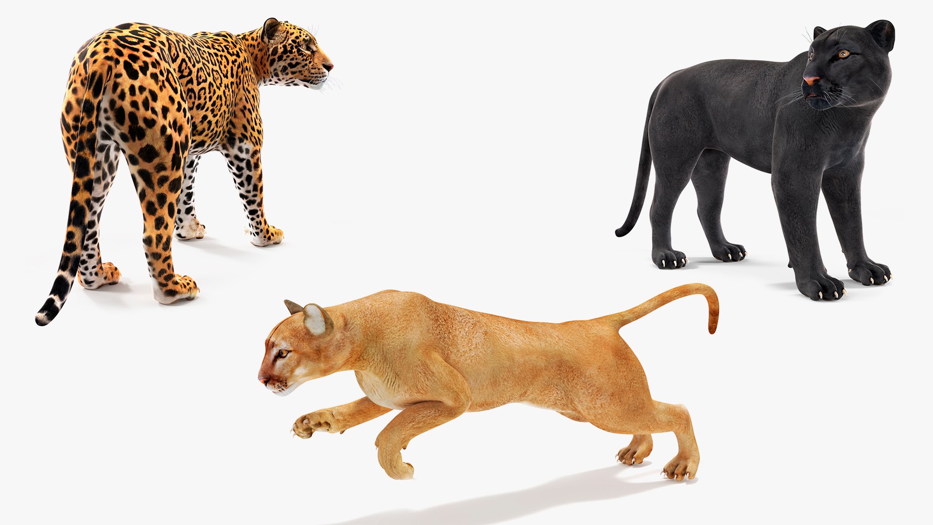 Big Cats Collection 3D Model - TurboSquid 2303107