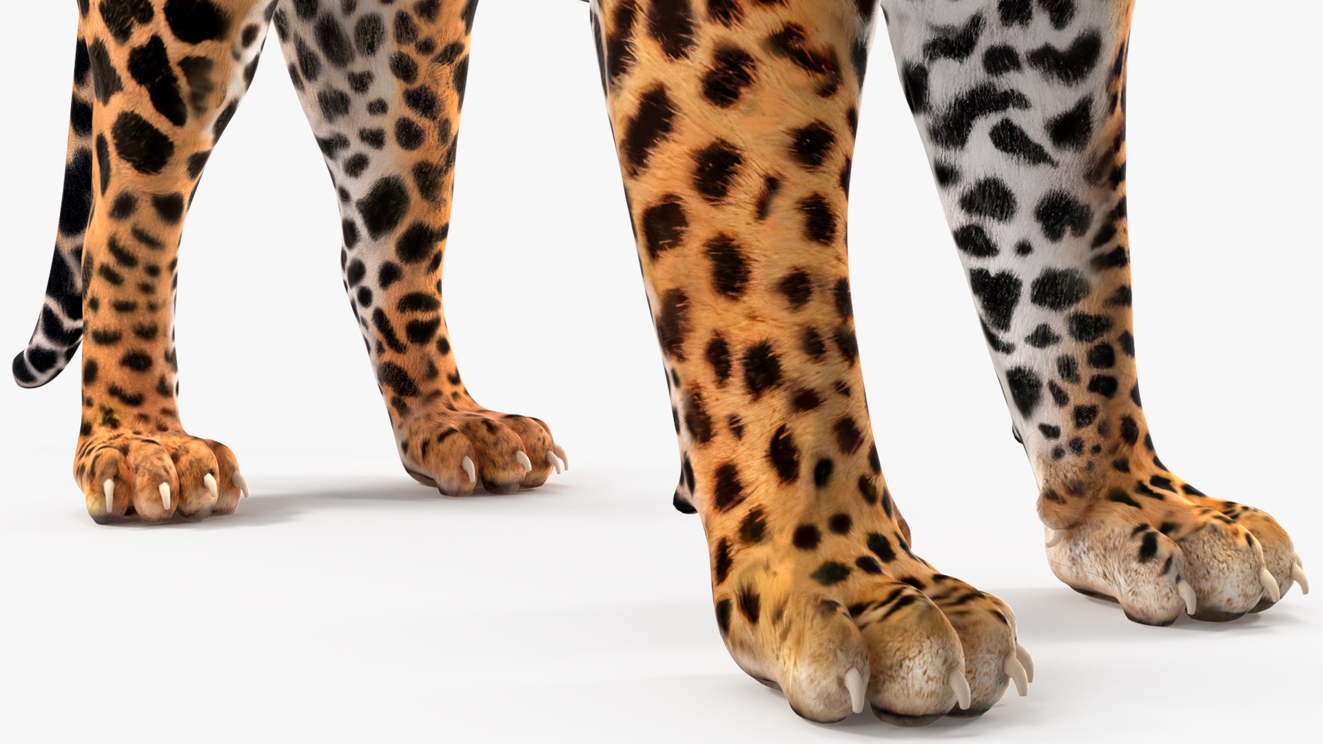 Big Cats Collection 3D Model - TurboSquid 2303107