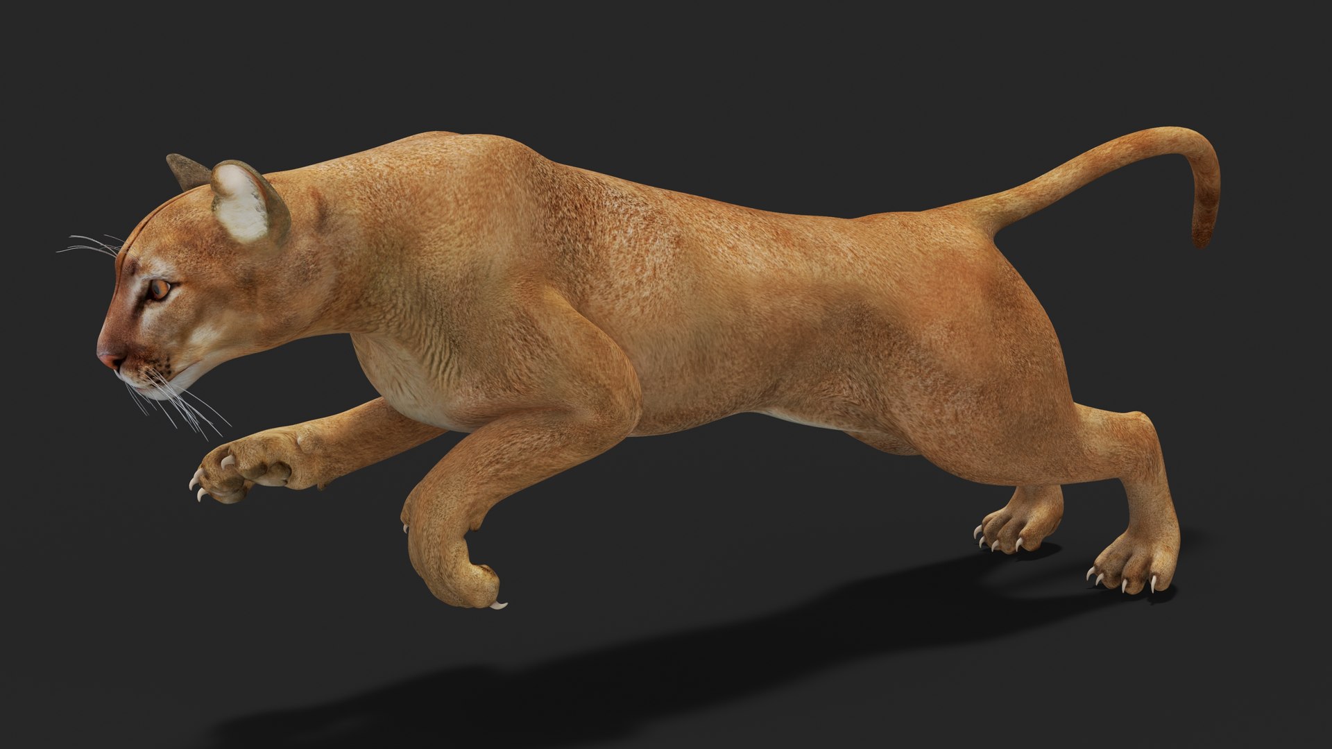 Big Cats Collection 3D Model - TurboSquid 2303107