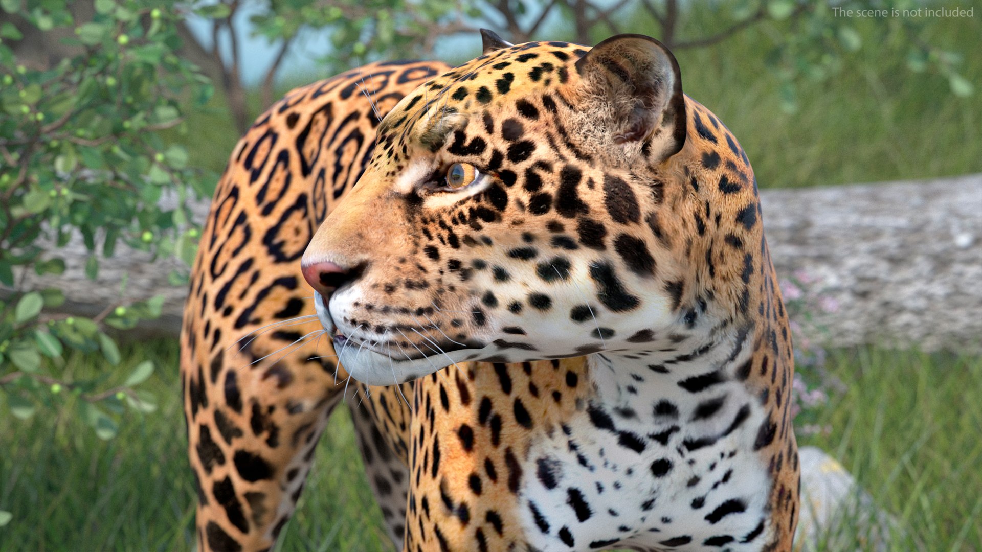 Big Cats Collection 3D Model - TurboSquid 2303107