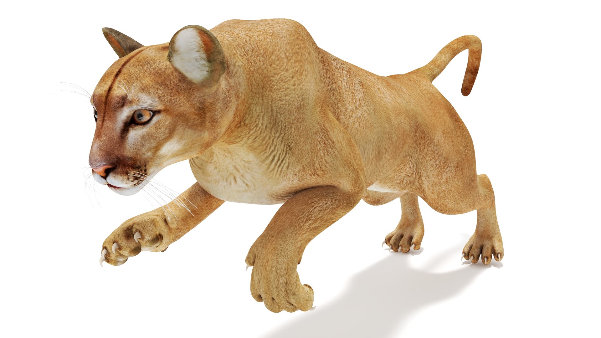 Big Cats Collection 3D Model - TurboSquid 2303107