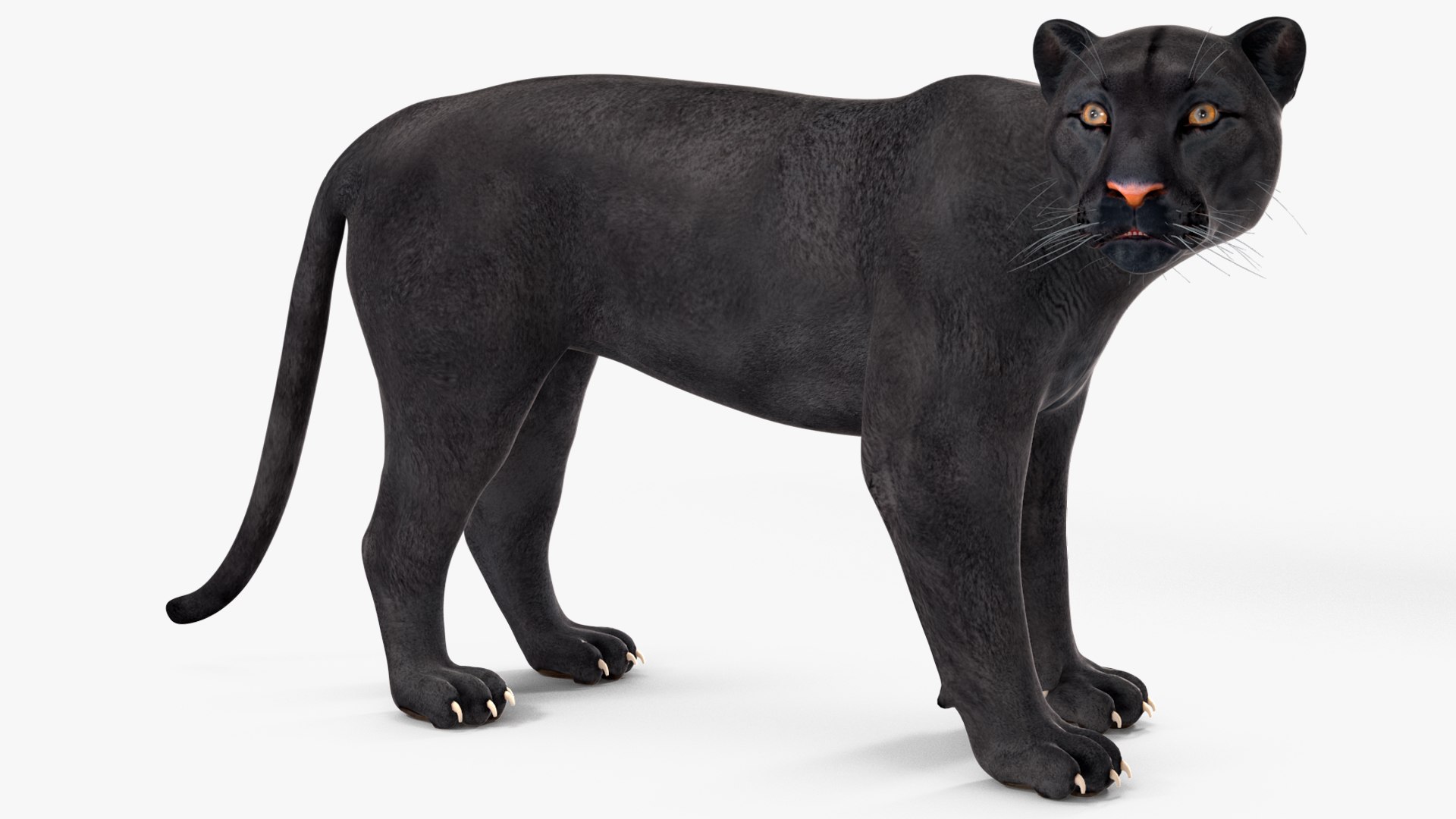 Big Cats Collection 3D Model - TurboSquid 2303107