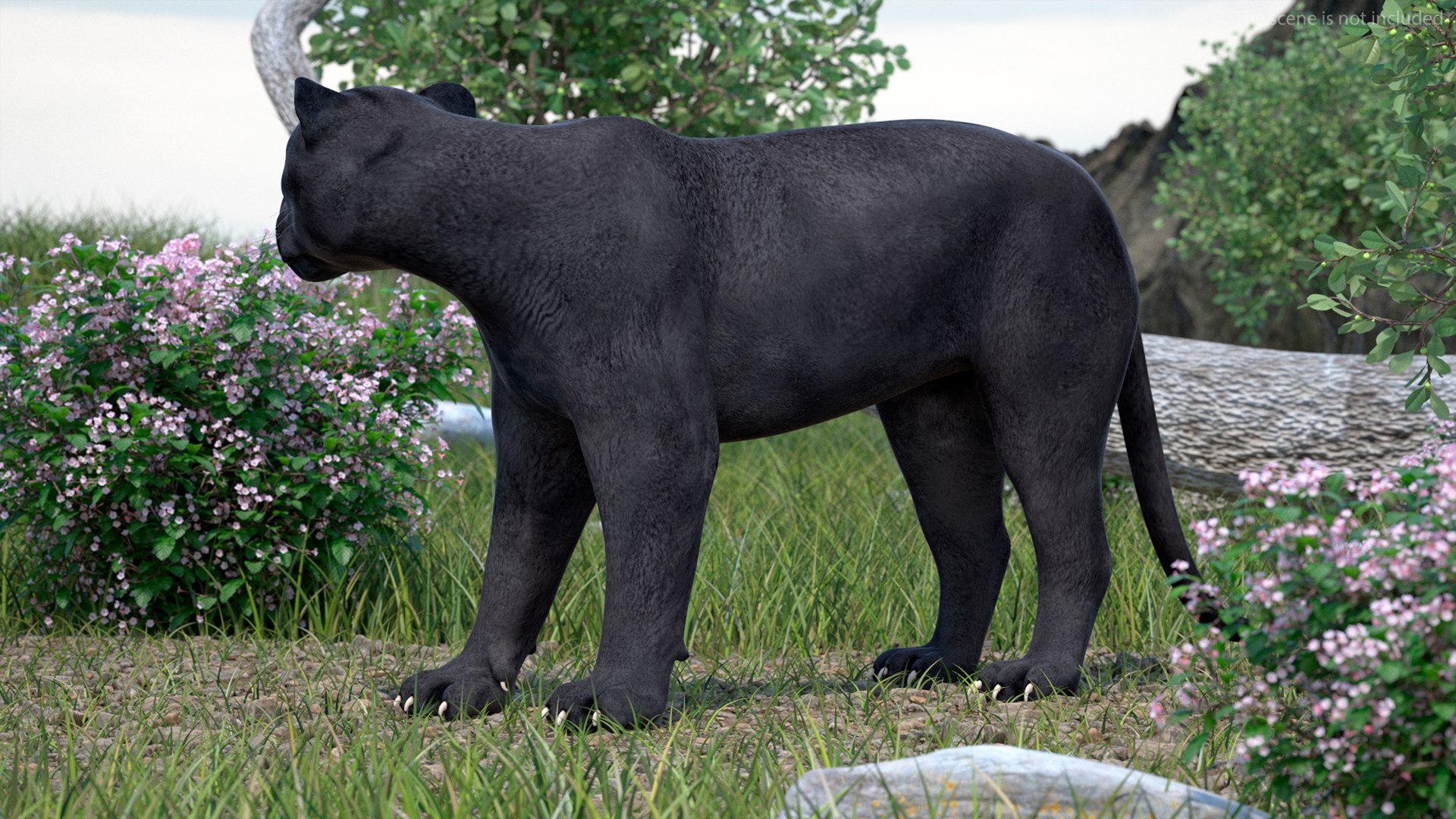 Big Cats Collection 3D Model - TurboSquid 2303107