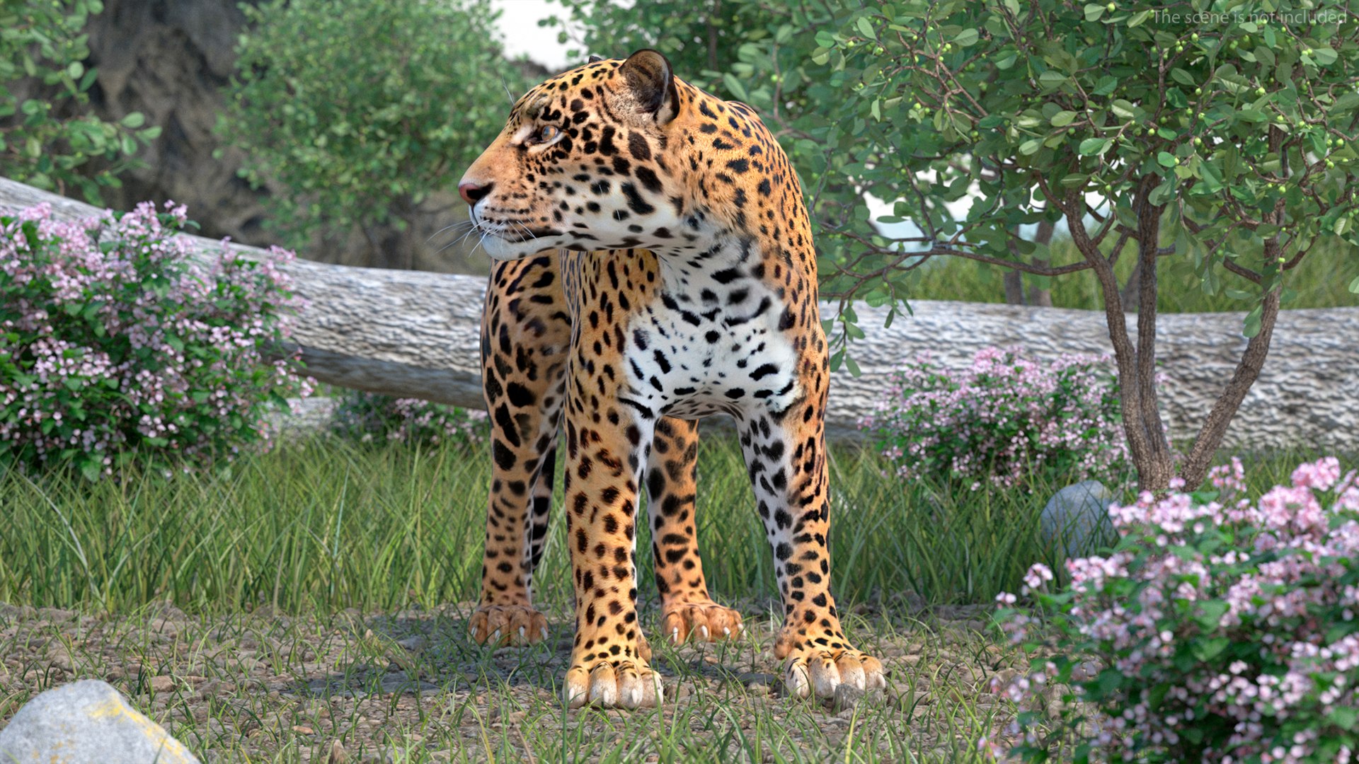 Big Cats Collection 3D Model - TurboSquid 2303107
