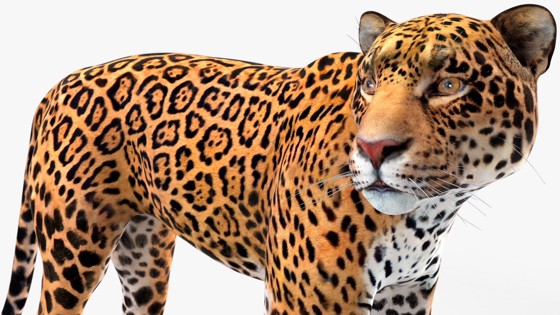 Big Cats Collection 3D Model - TurboSquid 2303107