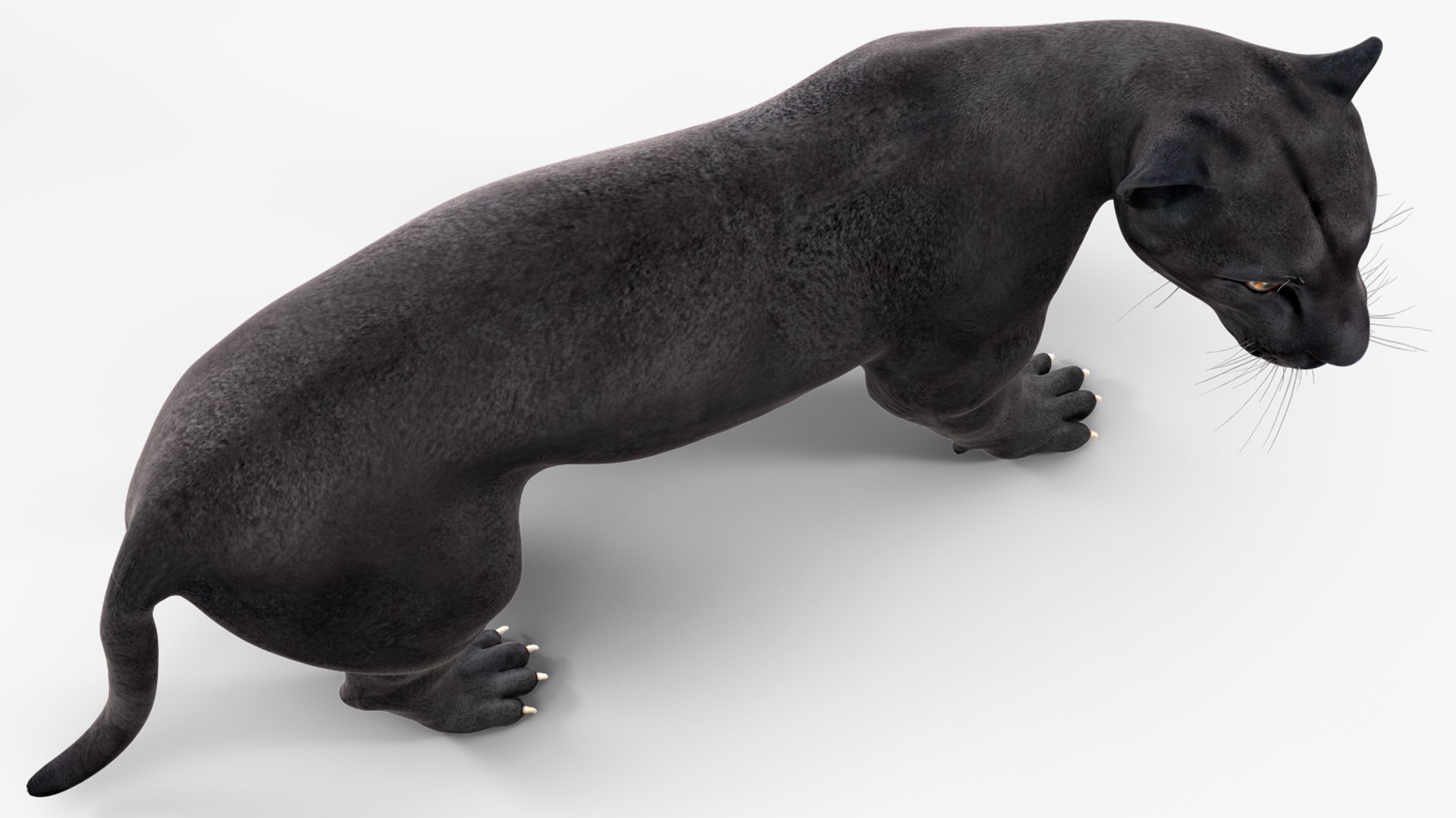 Big Cats Collection 3D Model - TurboSquid 2303107