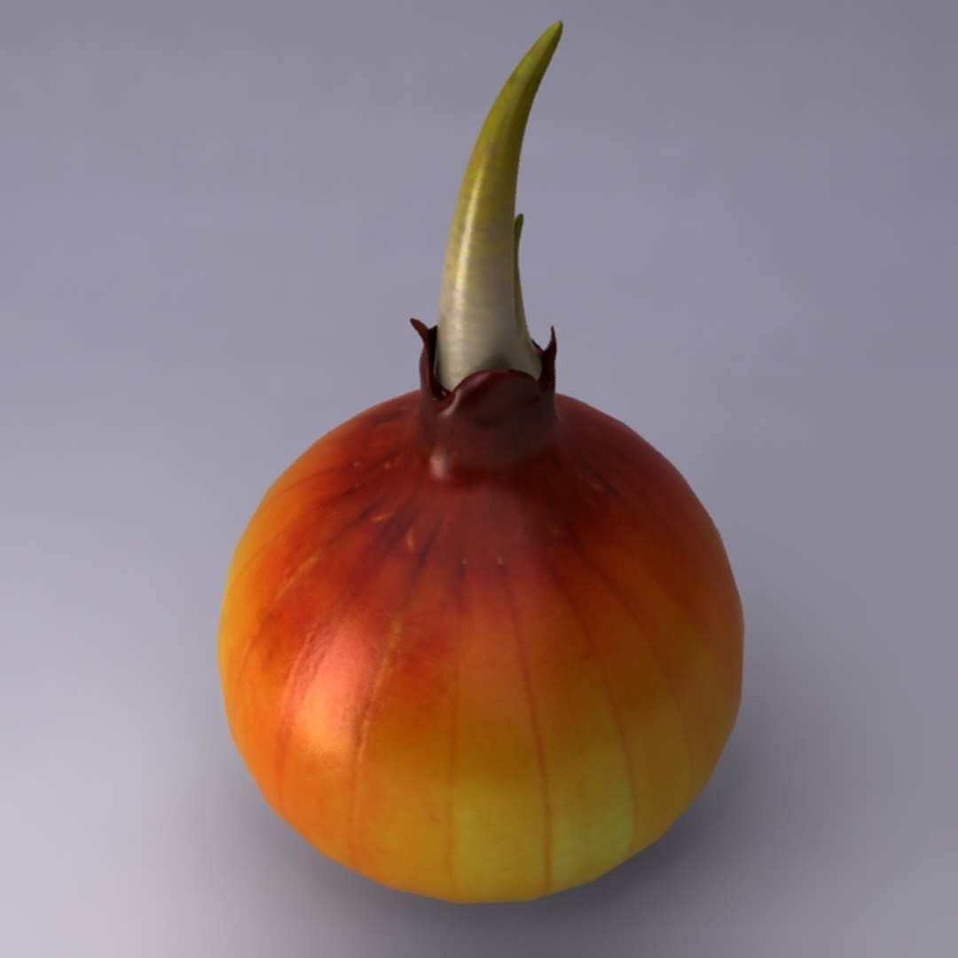 3d Model Onion