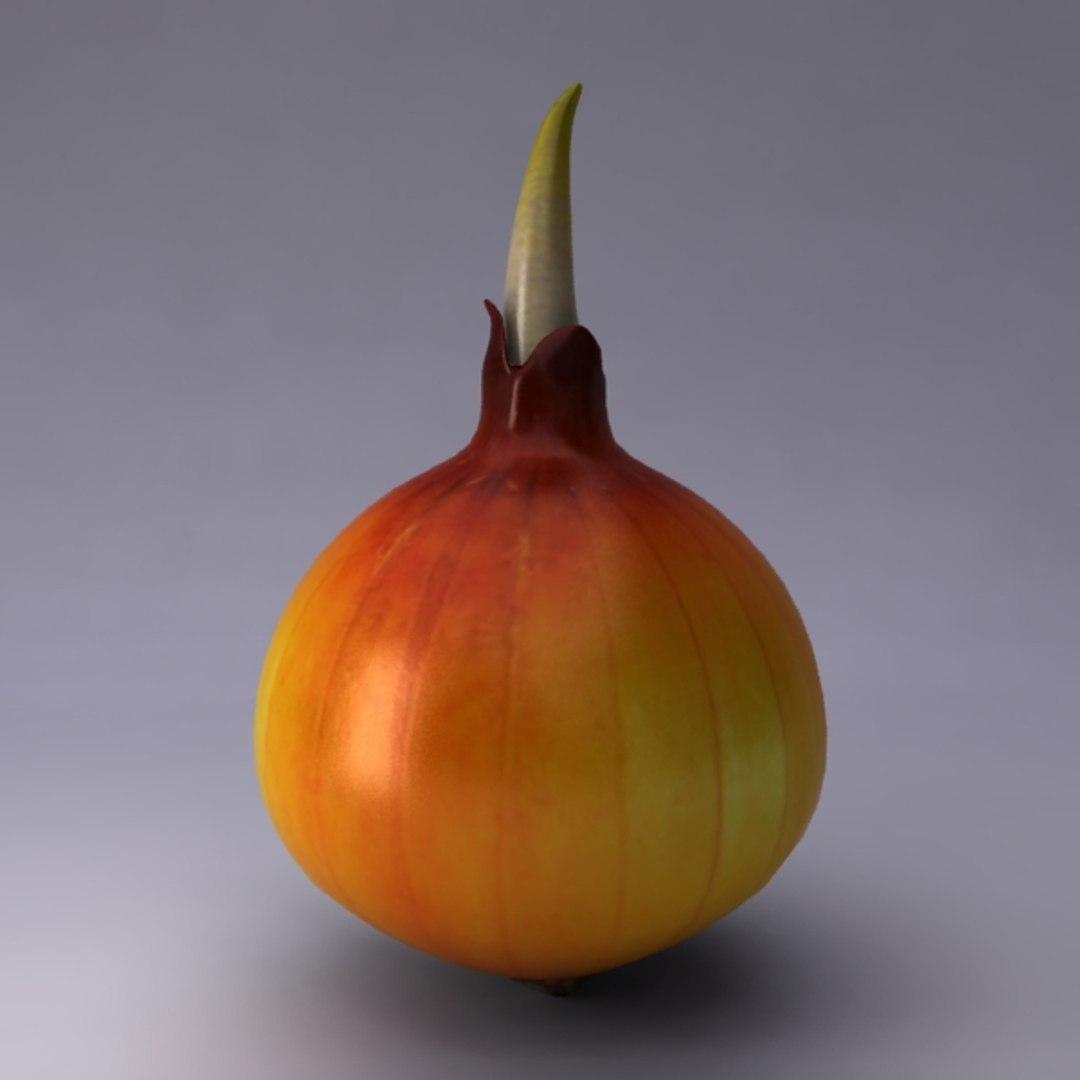 3d Model Onion