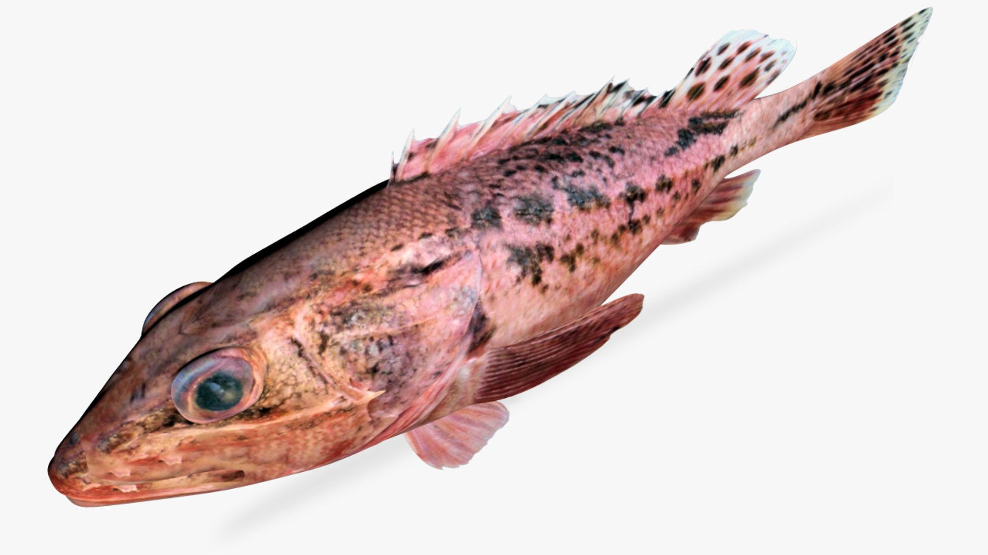 3D rosy scorpionfish model - TurboSquid 1353823