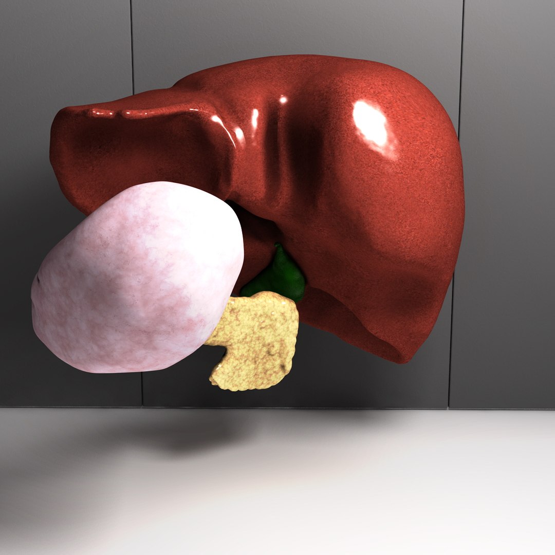 Human Organs Liver Spleen 3d Model