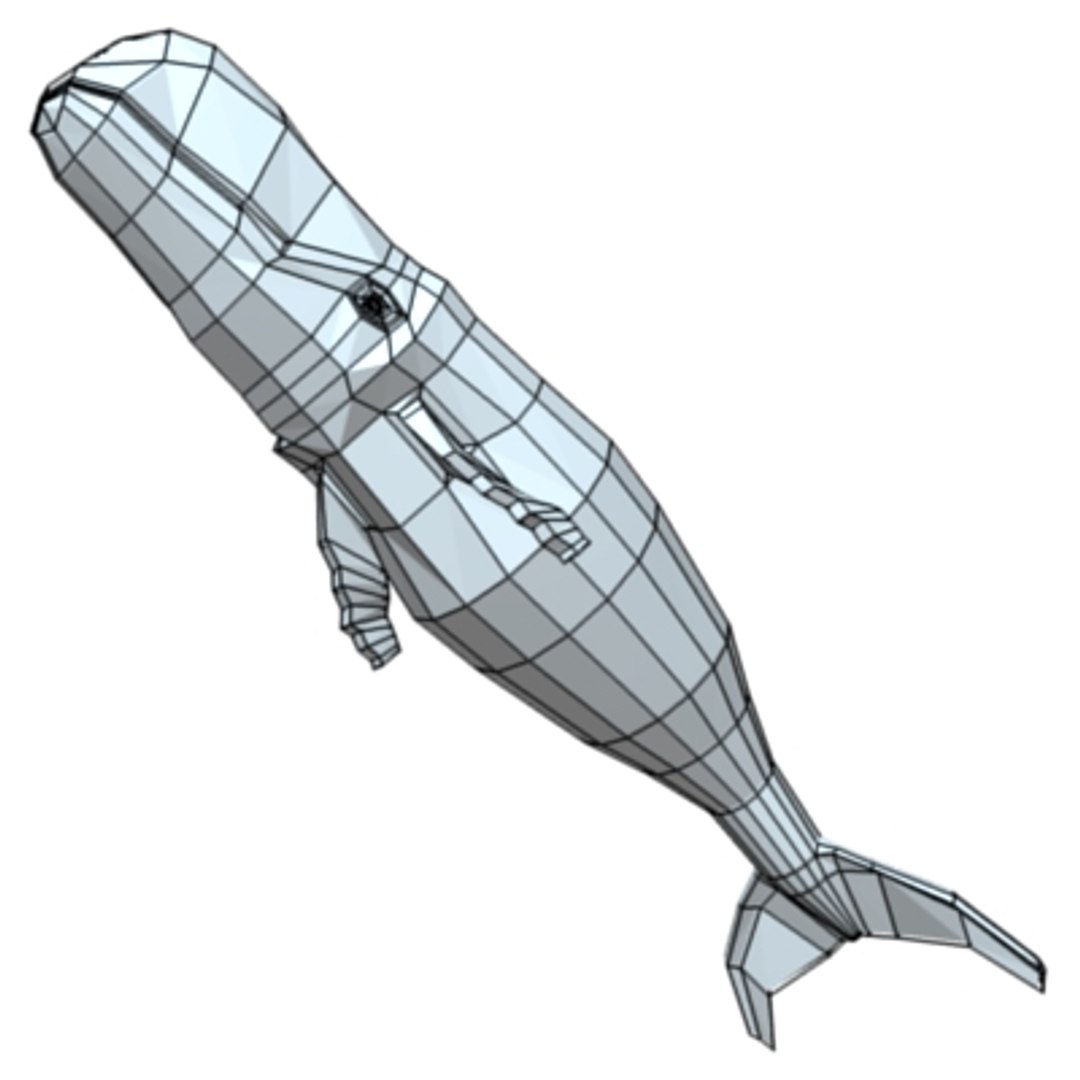 3d Sea Animals Whales Orca Model