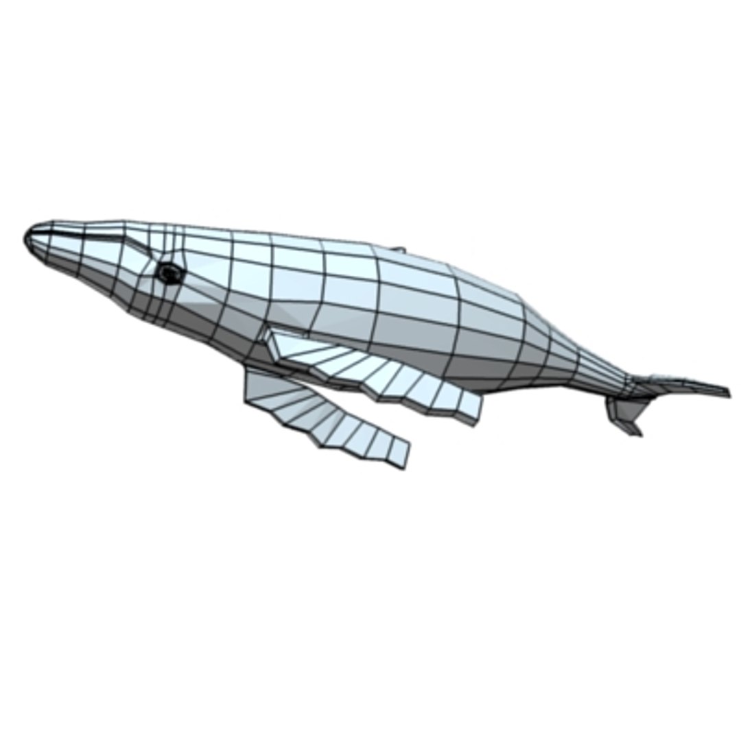 3d Sea Animals Whales Orca Model