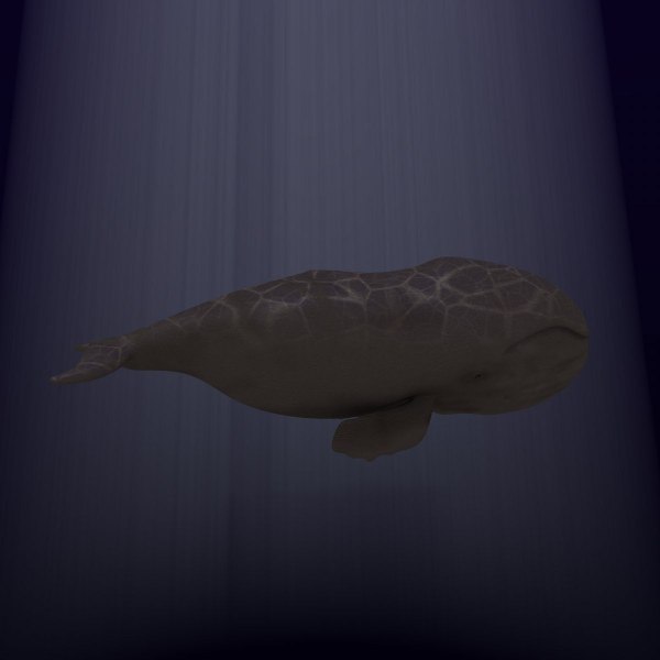 3d sea animals whales orca model