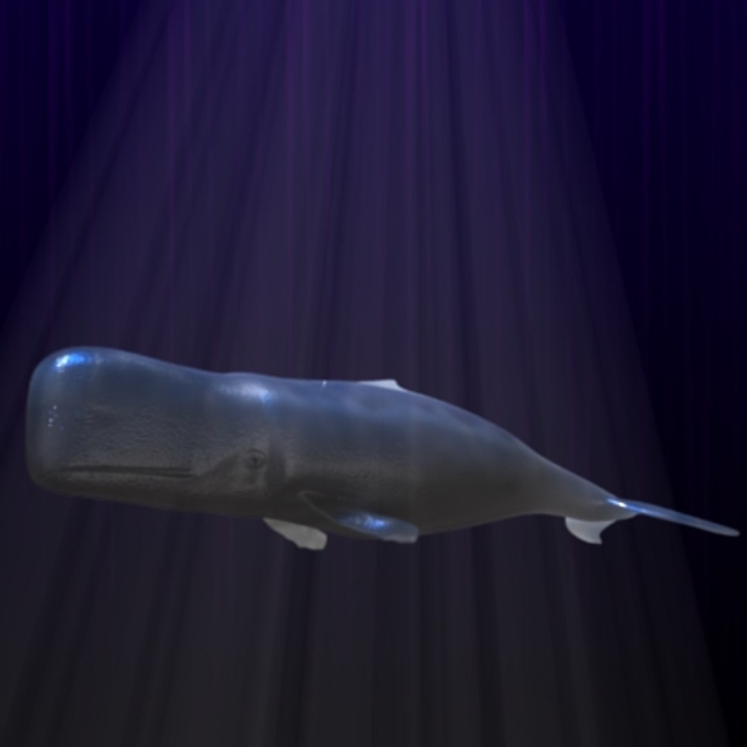 3d Sea Animals Whales Orca Model