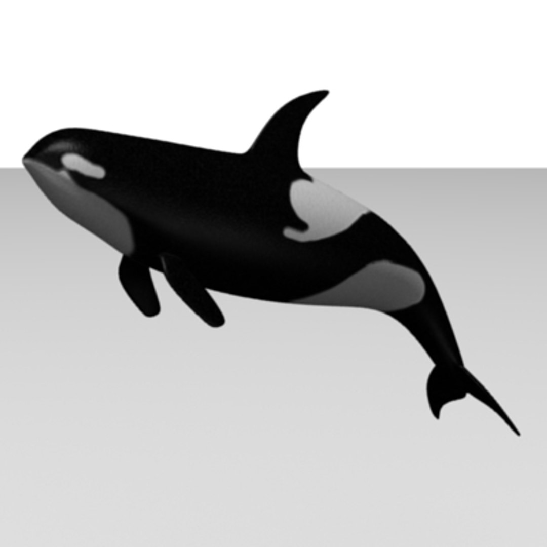 3d Sea Animals Whales Orca Model