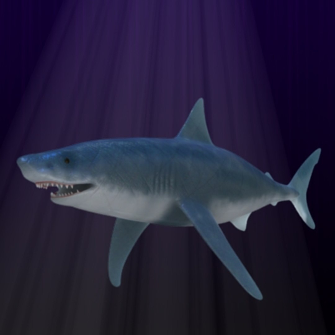 3d Sea Animals Whales Orca Model