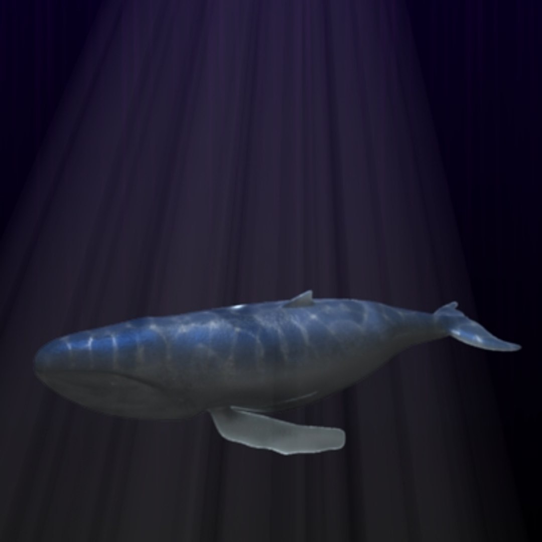 3d Sea Animals Whales Orca Model