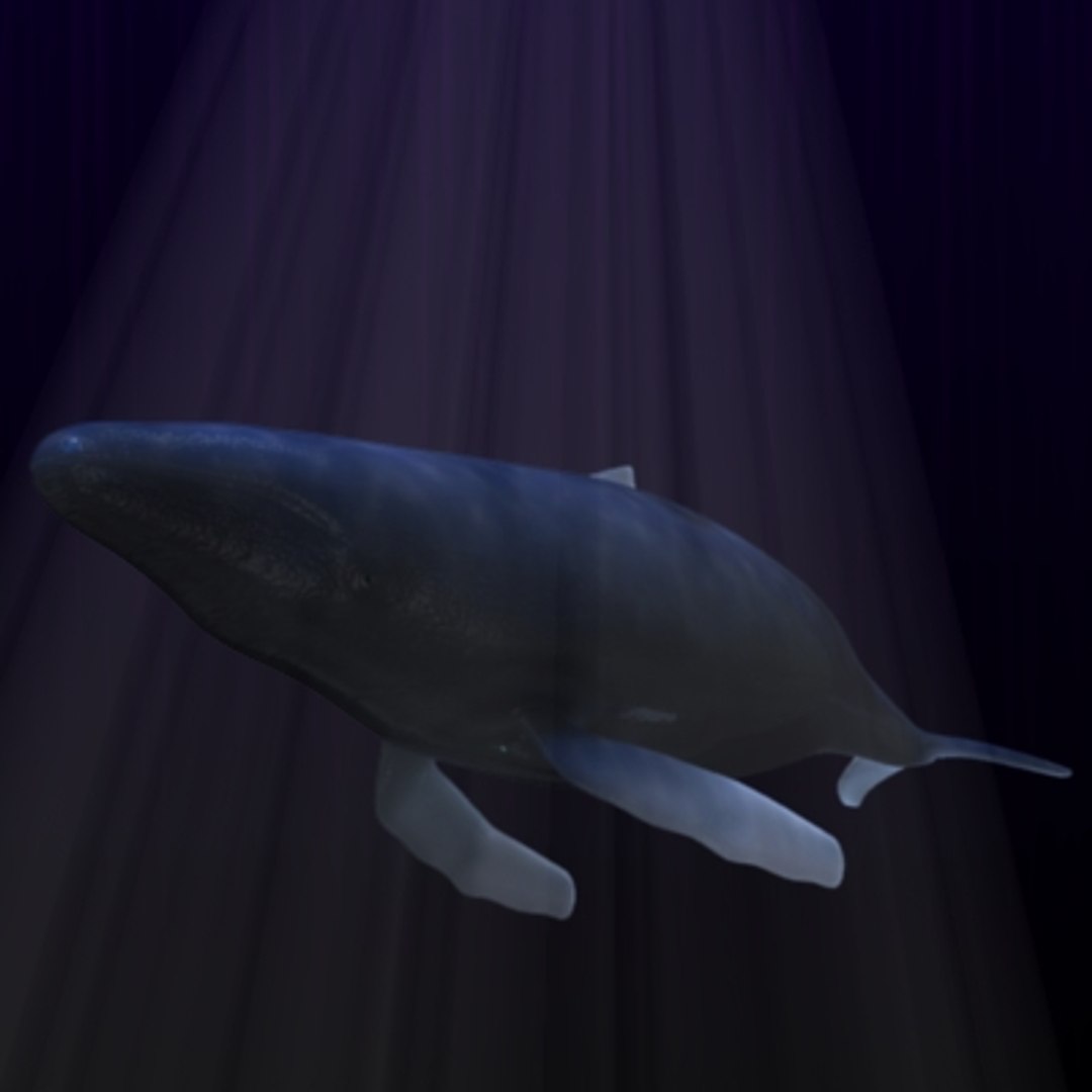 3d Sea Animals Whales Orca Model