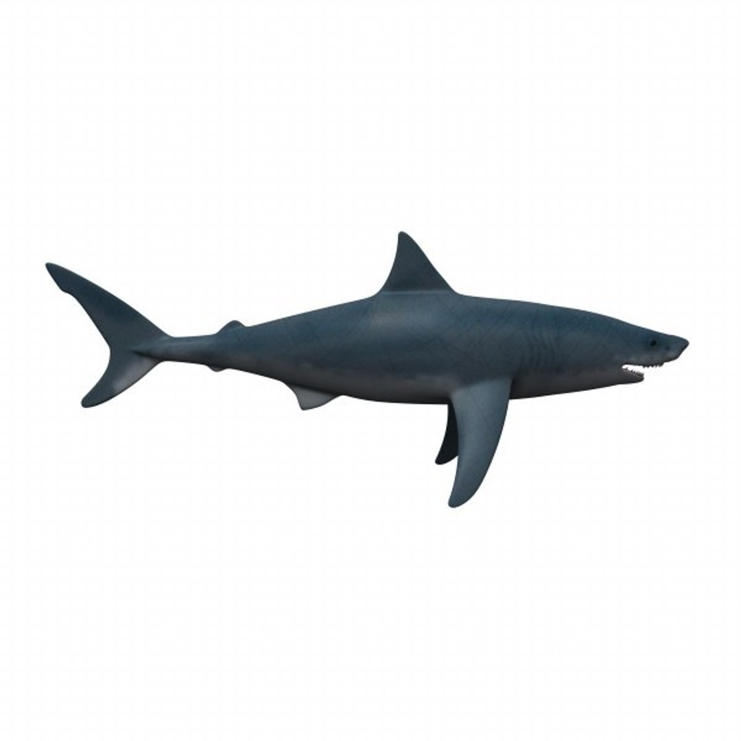 3d Sea Animals Whales Orca Model