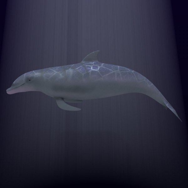 3d sea animals whales orca model