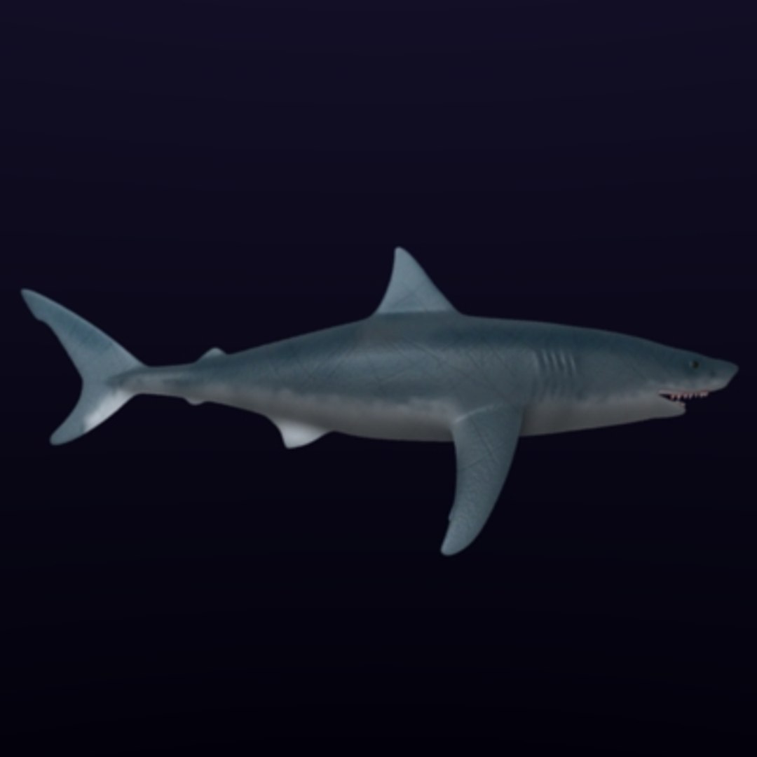 3d Sea Animals Whales Orca Model