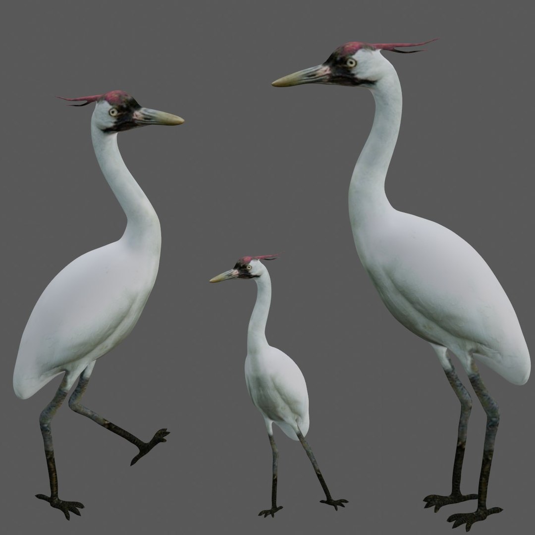 Crane Bird 3D Model - TurboSquid 1745186