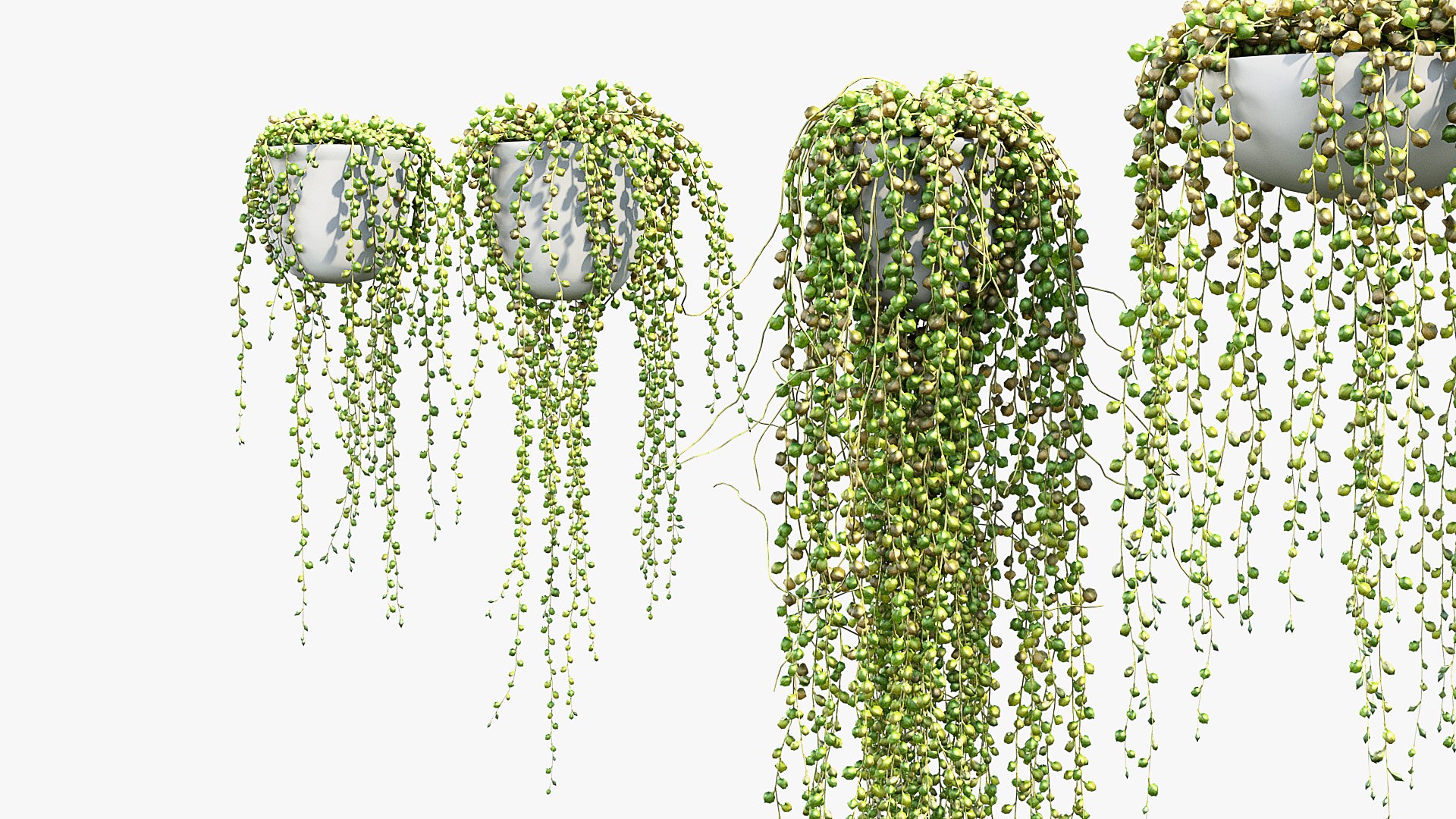 Senecio Rowleyanus String Of Pearls 01 3D Model - TurboSquid 2079960