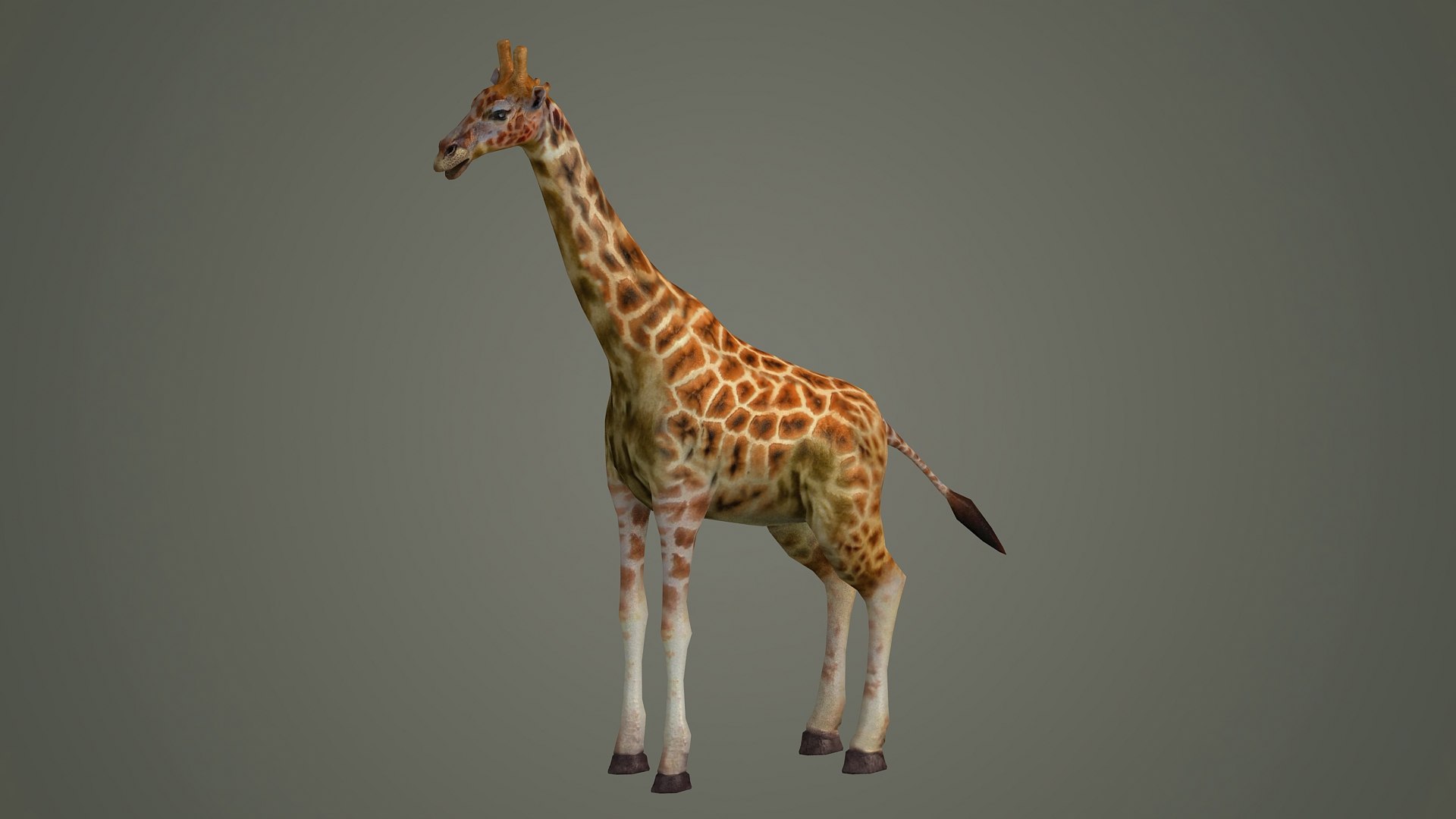 Giraffe Illustration Wildlife Anatomy Mammal Nature Zoo Animals 3D ...