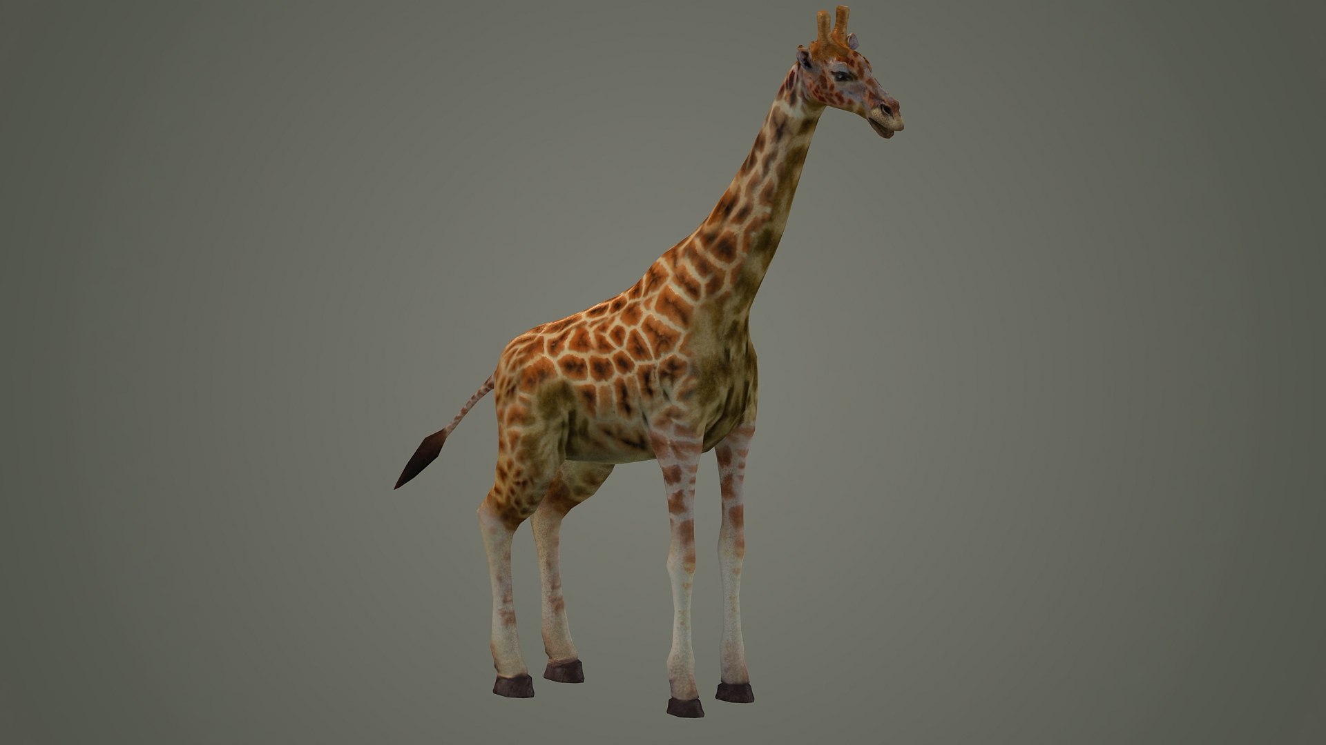 Giraffe Illustration Wildlife Anatomy Mammal Nature Zoo Animals 3D ...